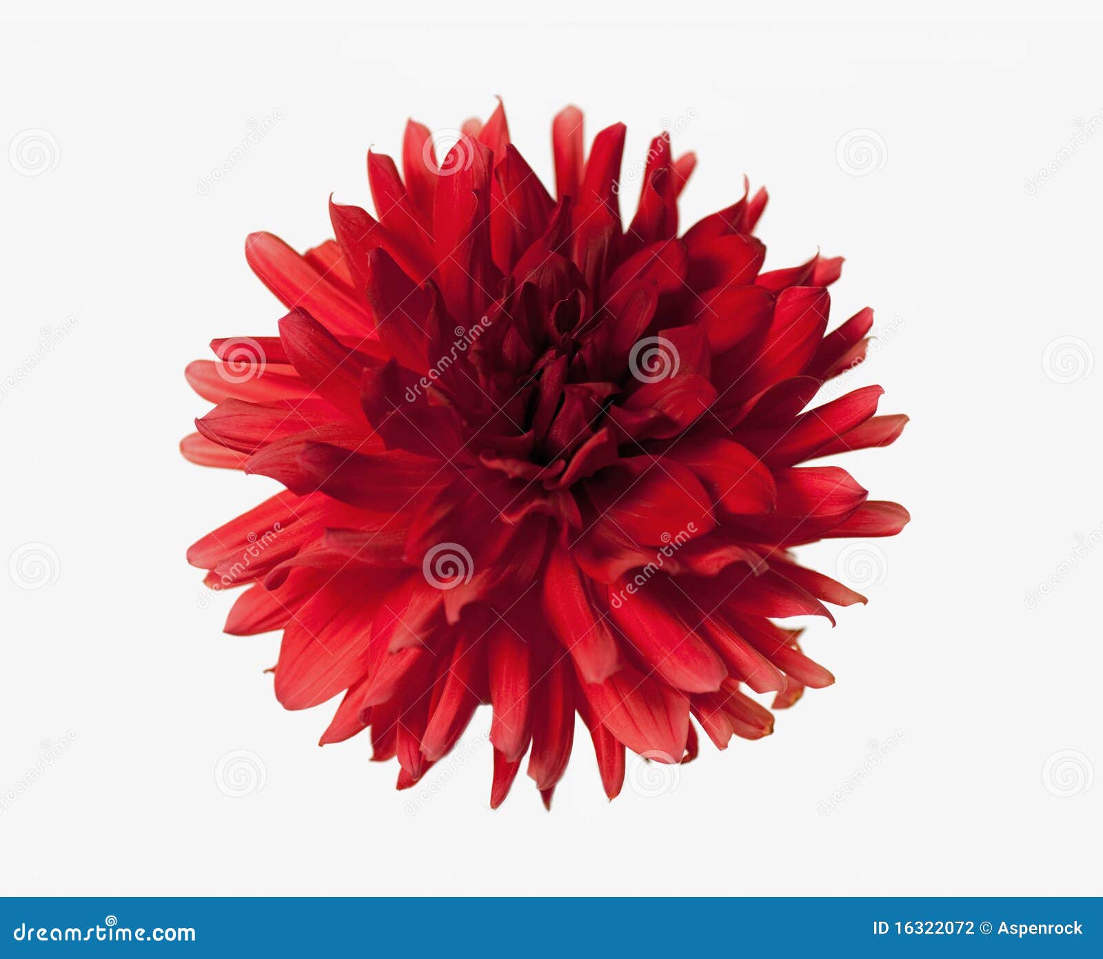 Orange Red Dinner Plate Dahlia Stock Photo - Image of beautiful, huge ...