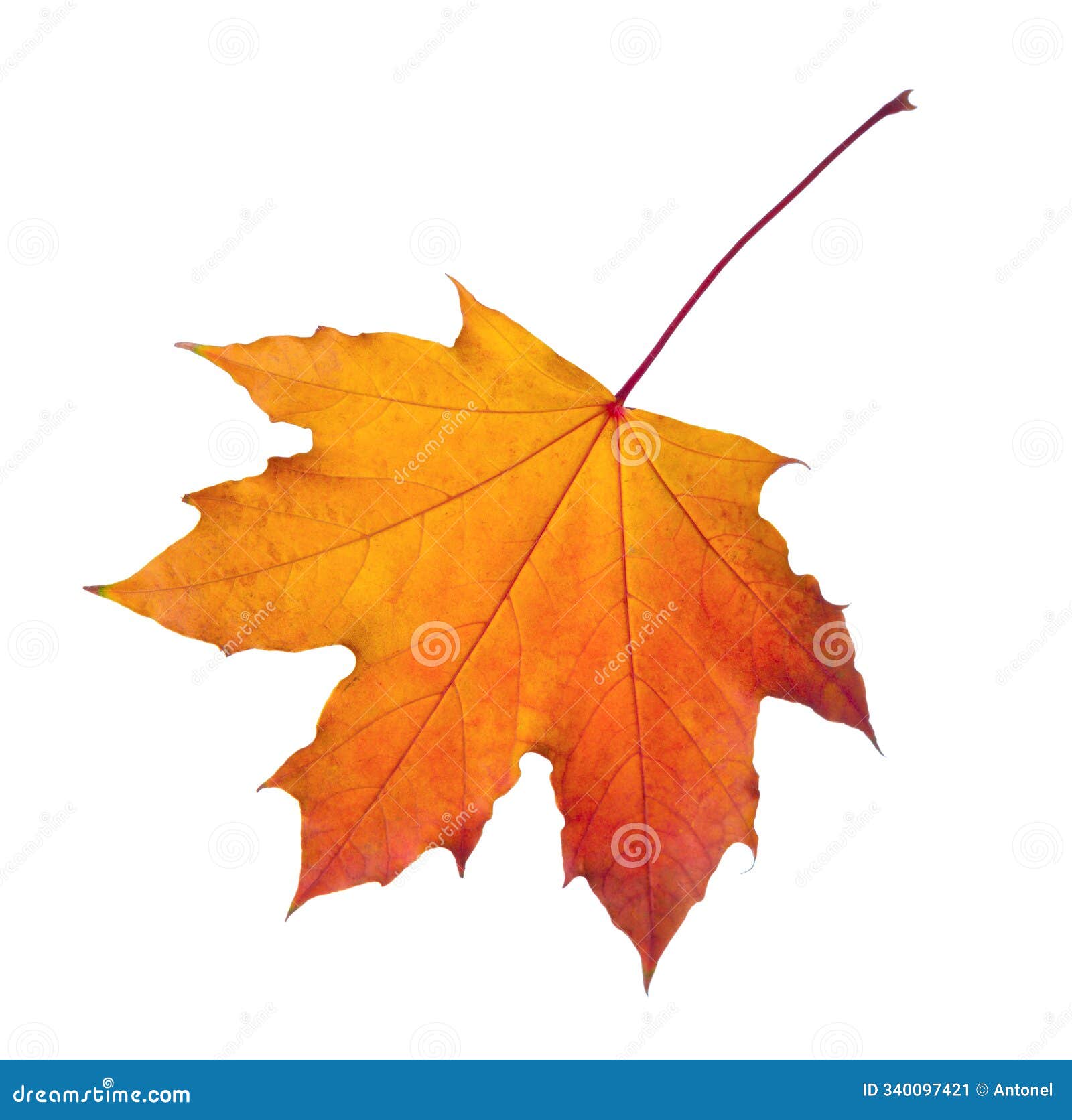 Orange-red Fall Maple Leaf Isolated on White Background. Close-up of ...