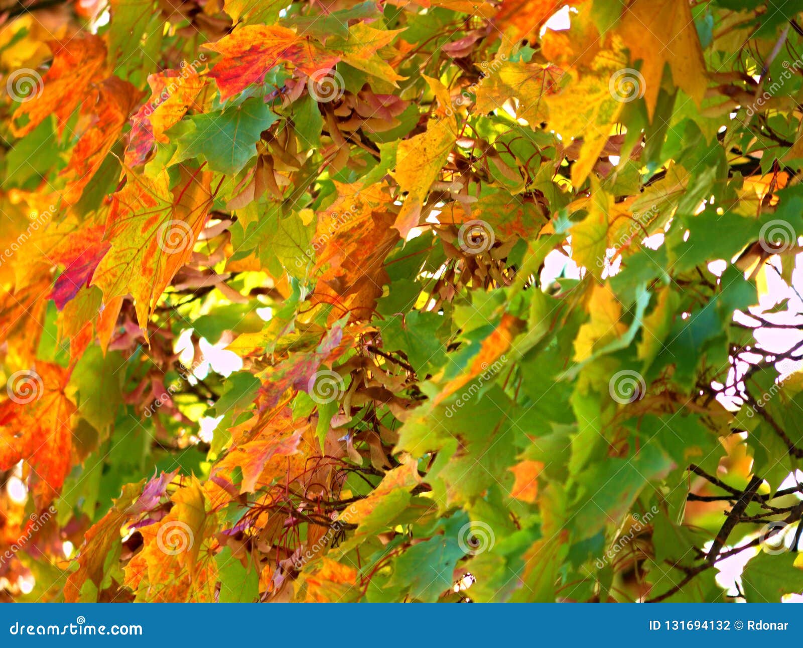 Orange Red Fall Maple Leafs on Illuminated Background of Clear Sky ...
