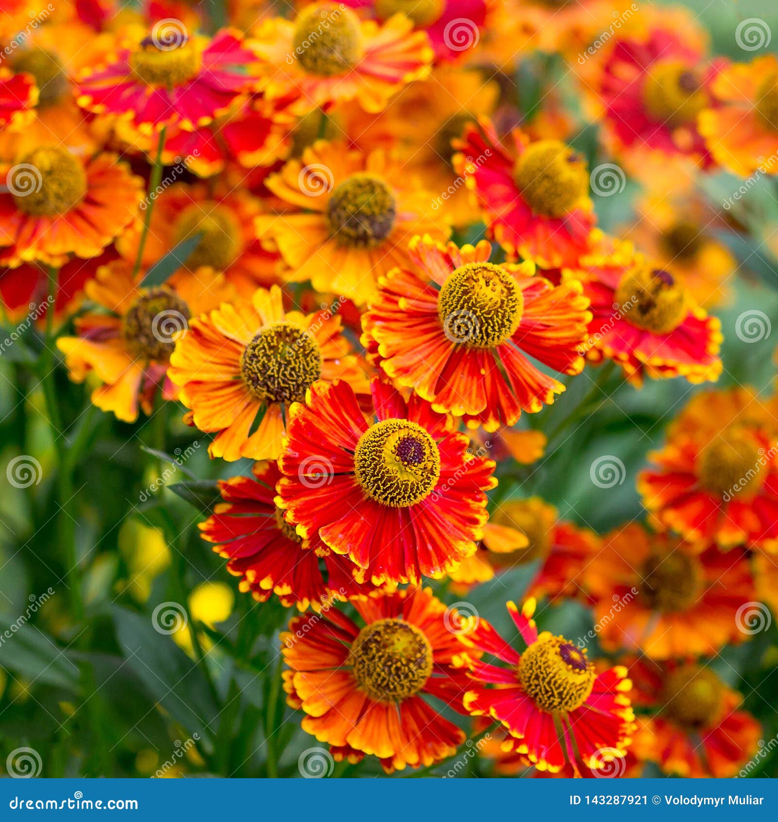 Orange-red Flowers Helenium in the Flower Bed. Square_ Stock Image ...