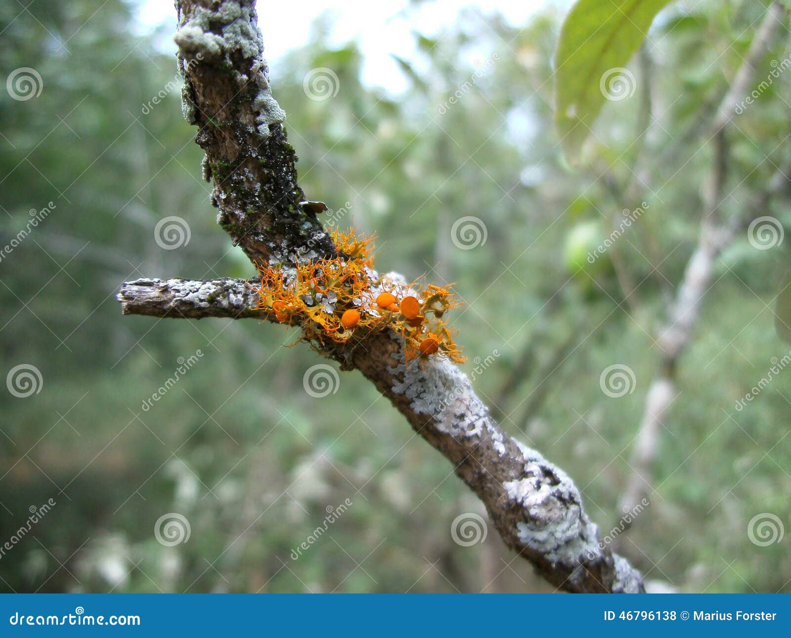 Orange-red Lichen on Tree Branch in Swaziland Stock Photo - Image of ...
