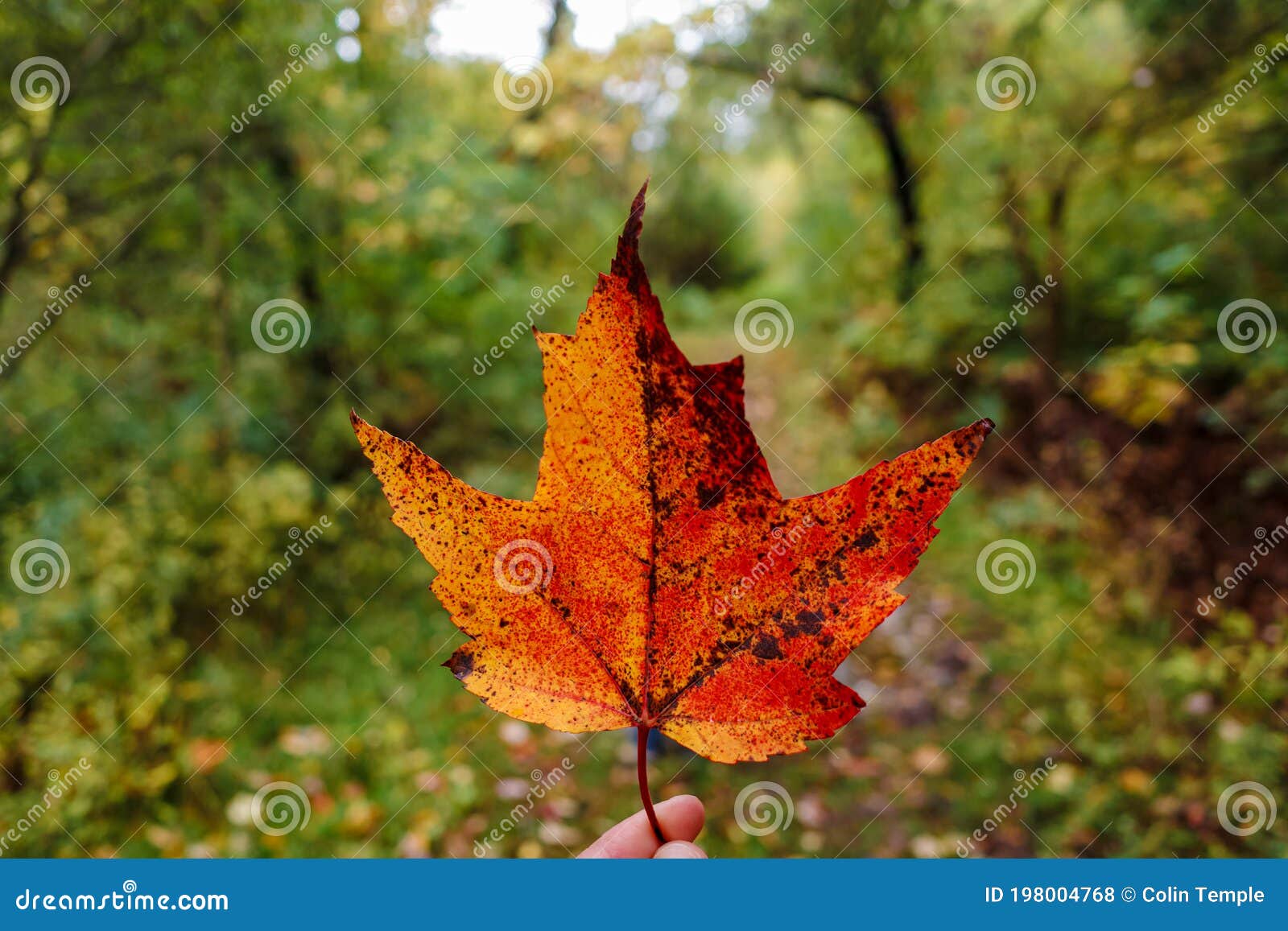Orange and Red Maple Leaf Held Up on Trail in Fall Stock Photo - Image ...