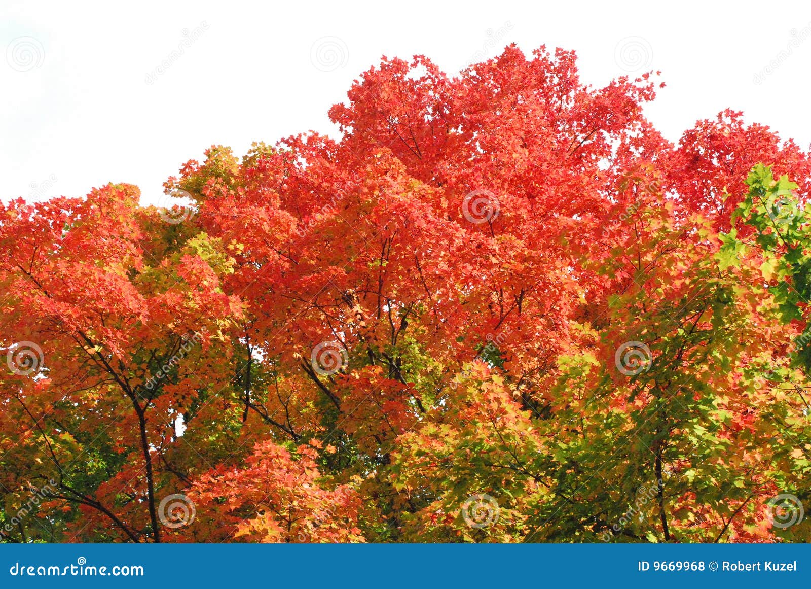 Orange/Red maple tree stock photo. Image of season, structure - 9669968