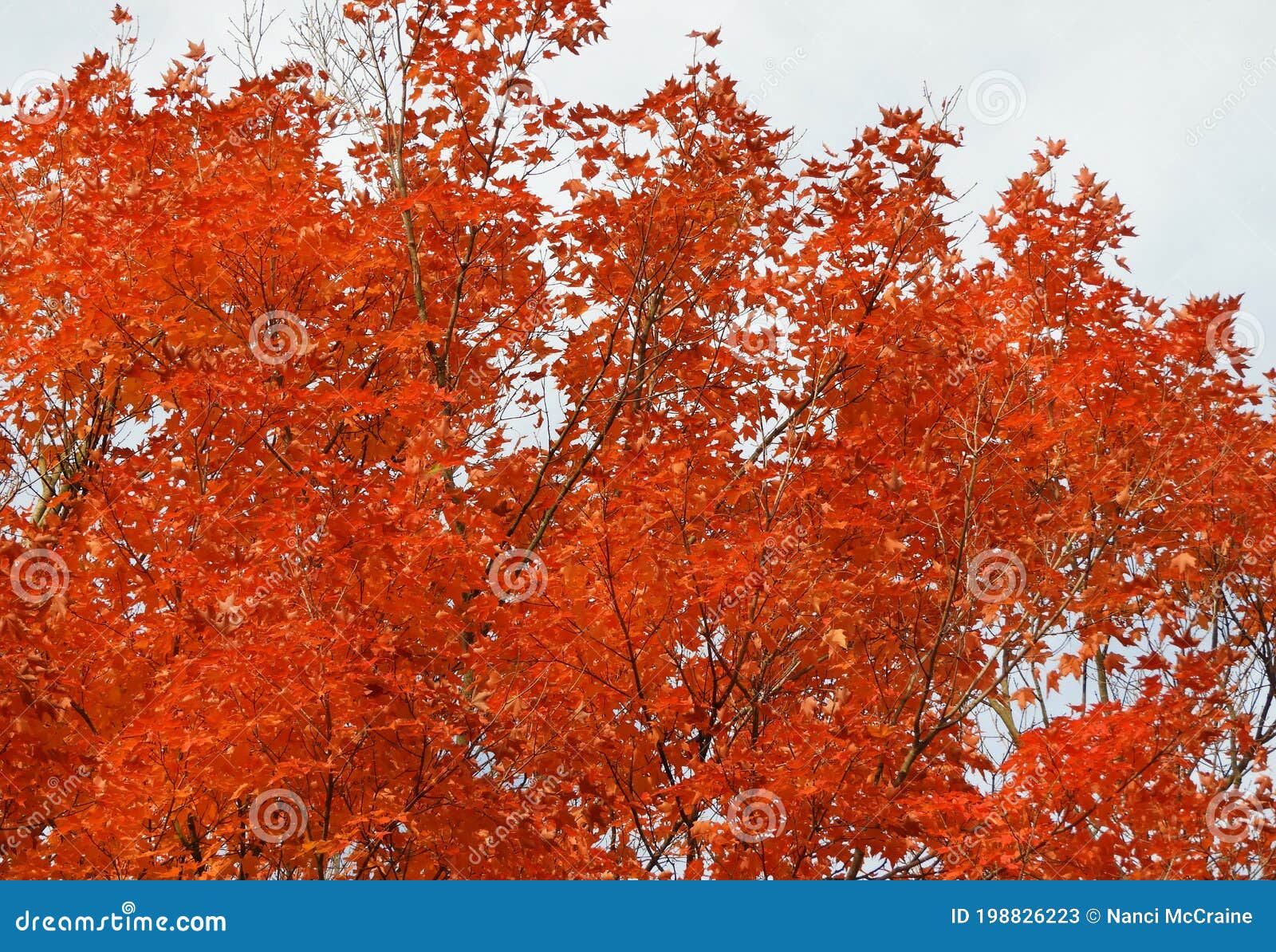Orange Red Maple Tree in the FingerLakes during Autumn Stock Image ...