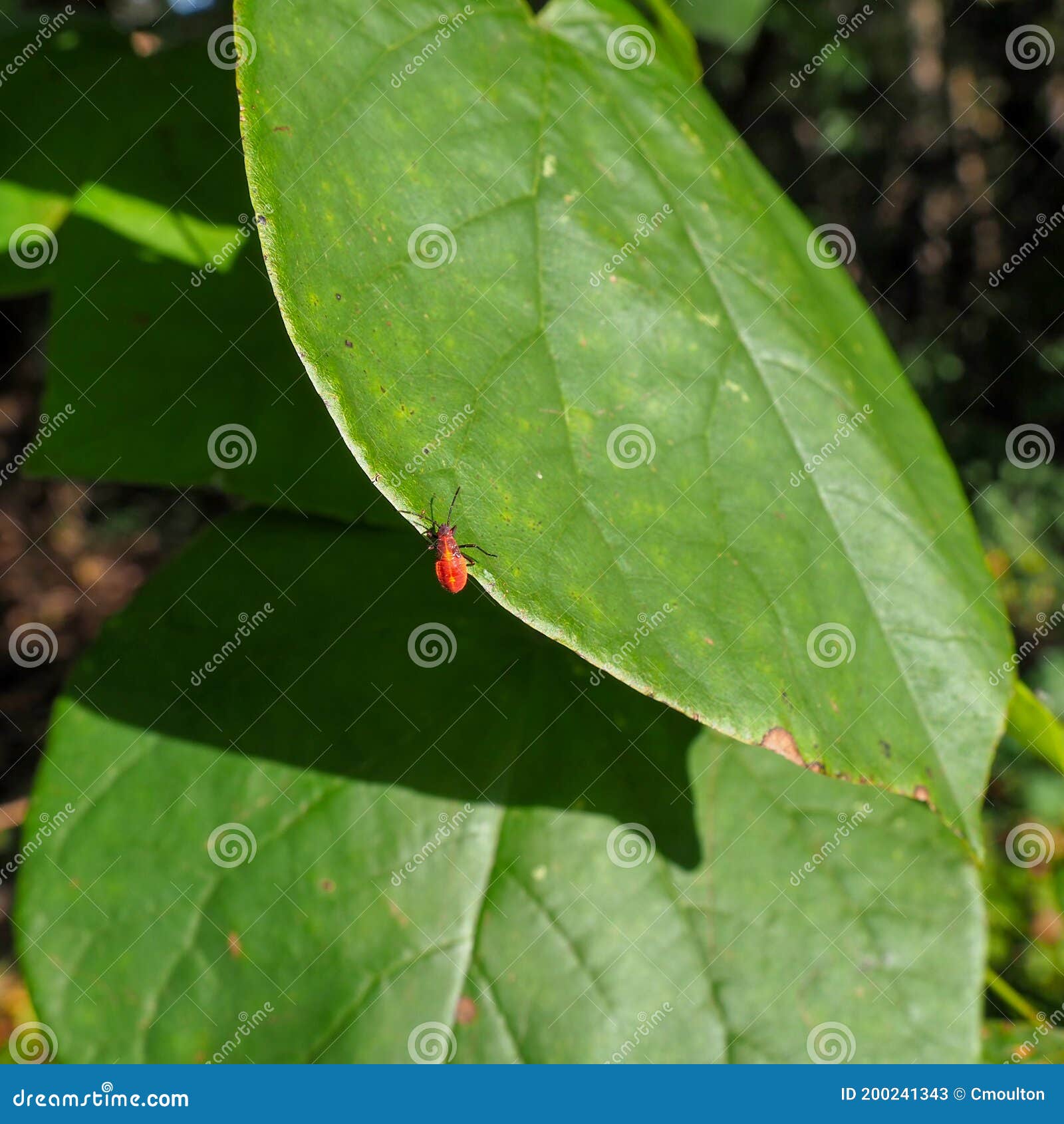 Boxelder Bug Nymph stock image. Image of insect, eyes - 200241343