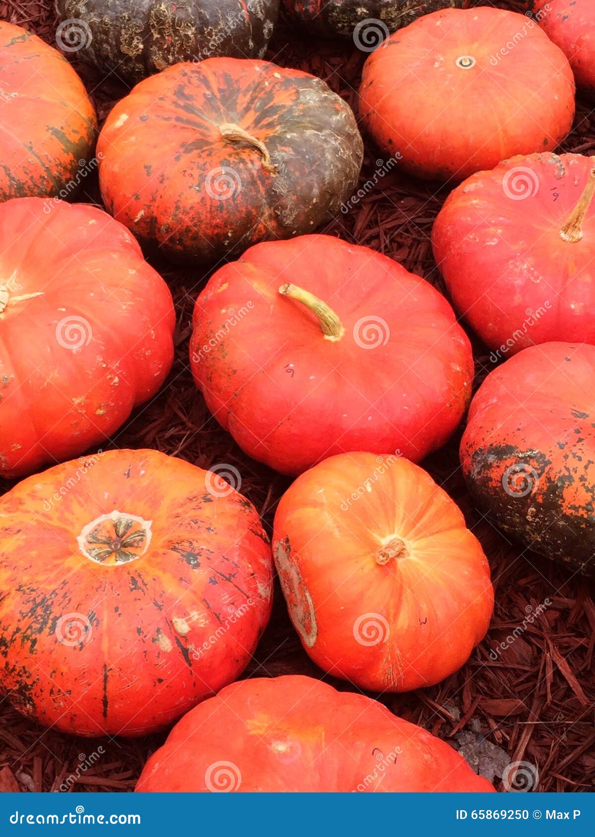 Orange-Red Pumpkins stock photo. Image of georgia, patch - 65869250