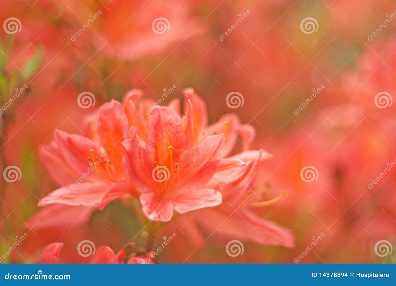 Orange red rhododendron stock photo. Image of nature - 14378894