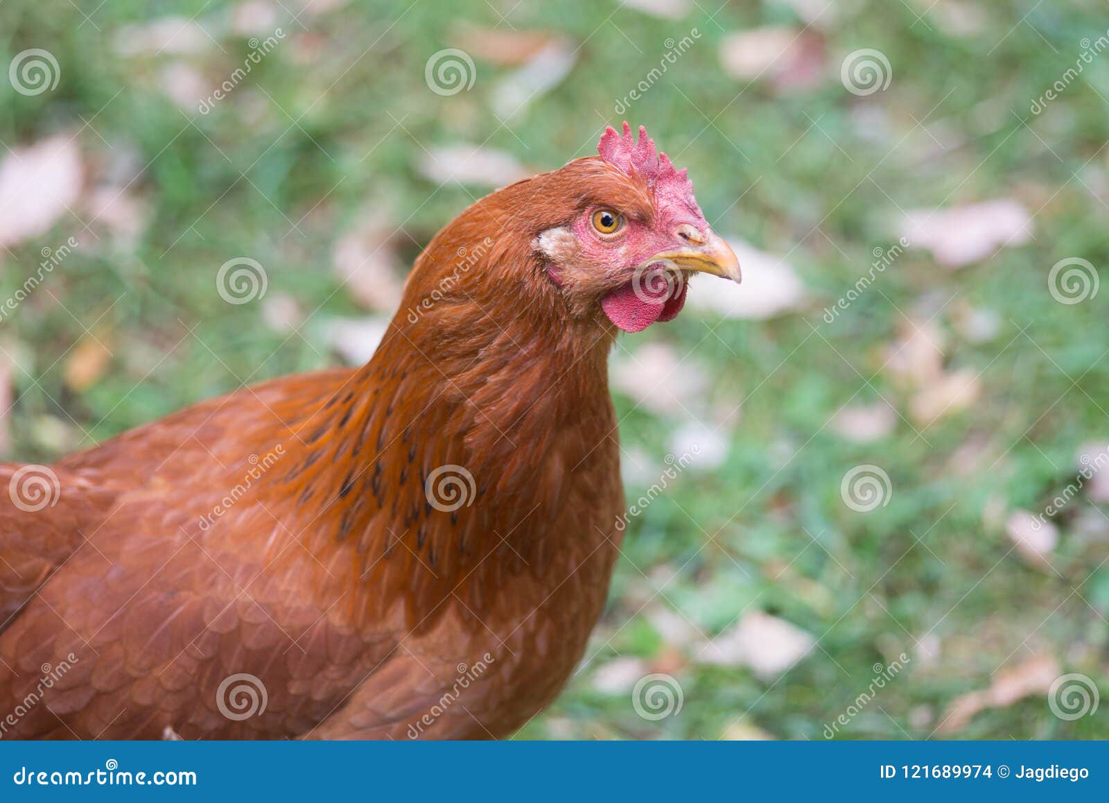 Orange Red Rooster in the Grass Stock Photo - Image of poultry, wattle ...