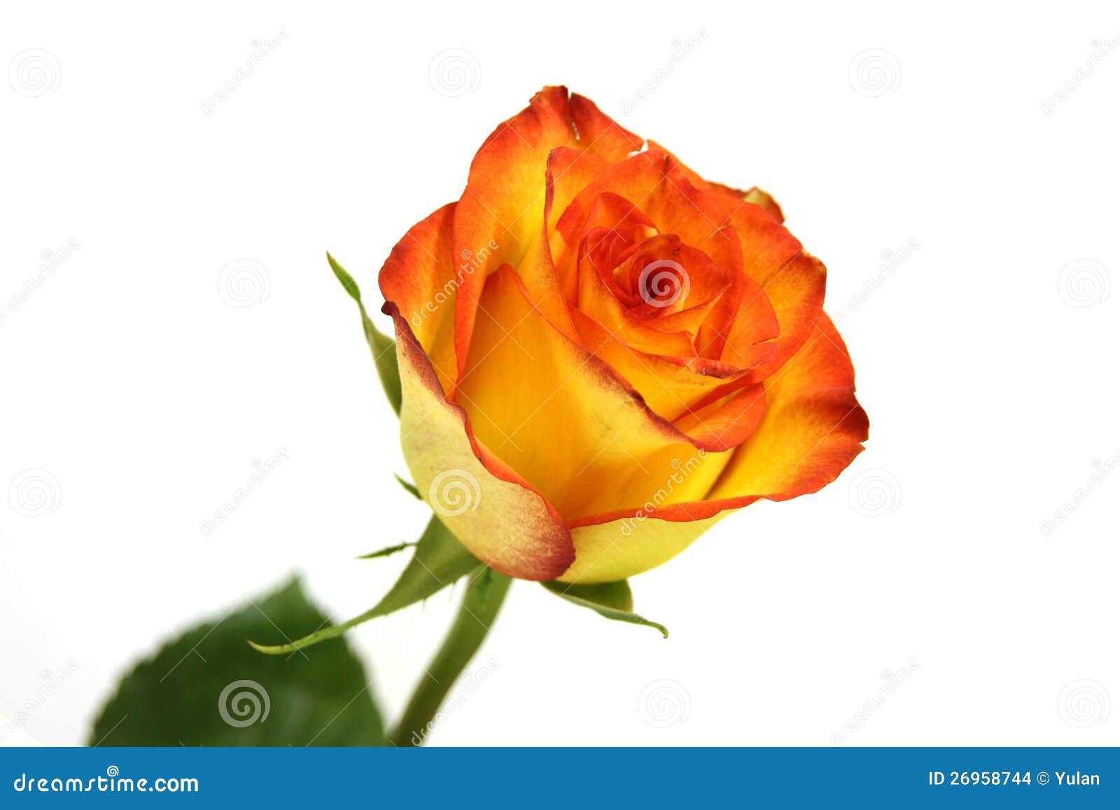 An orange red rose stock photo. Image of head, feeling - 26958744
