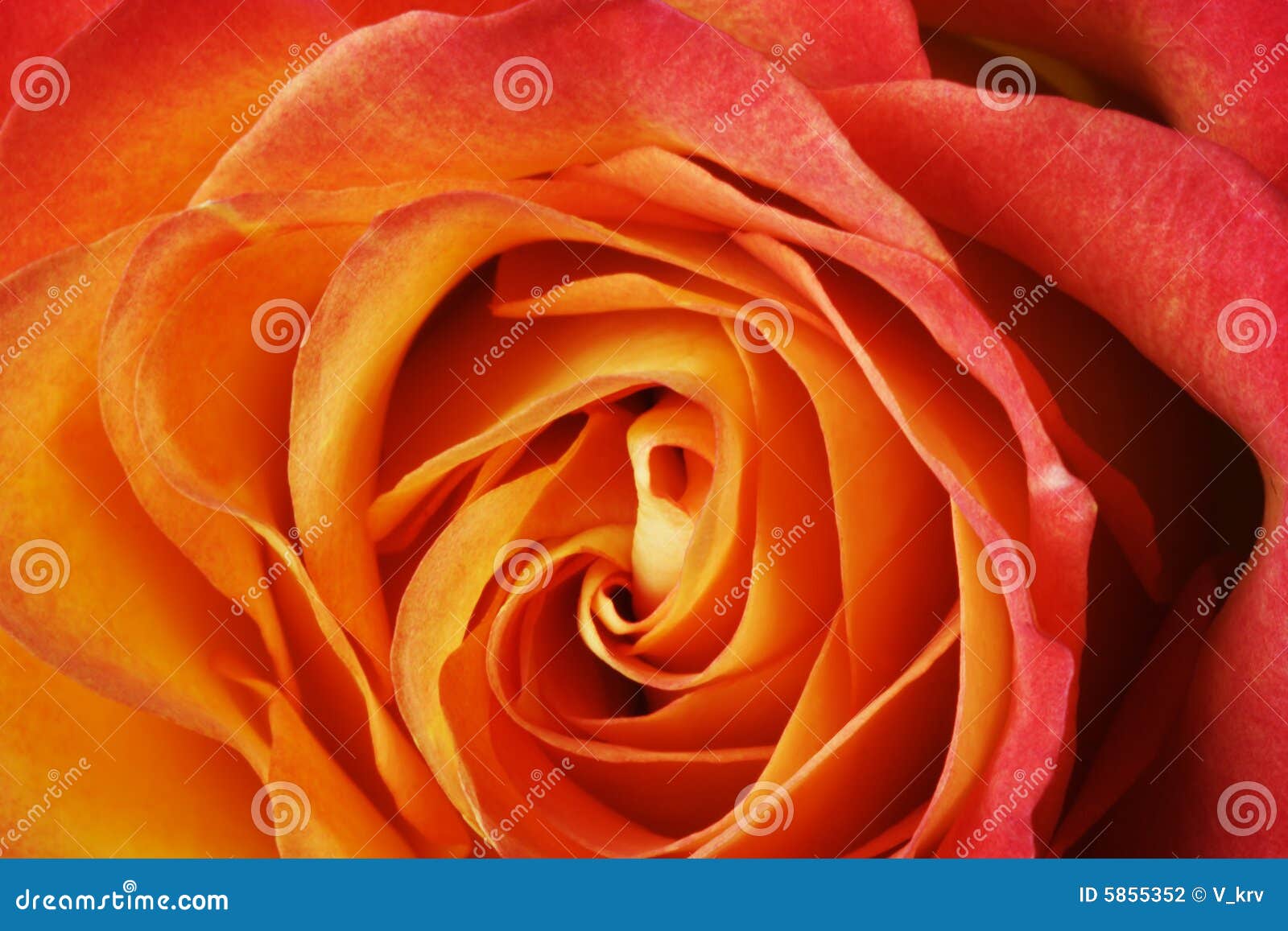 Orange-red rose stock photo. Image of macro, orange, floral - 5855352