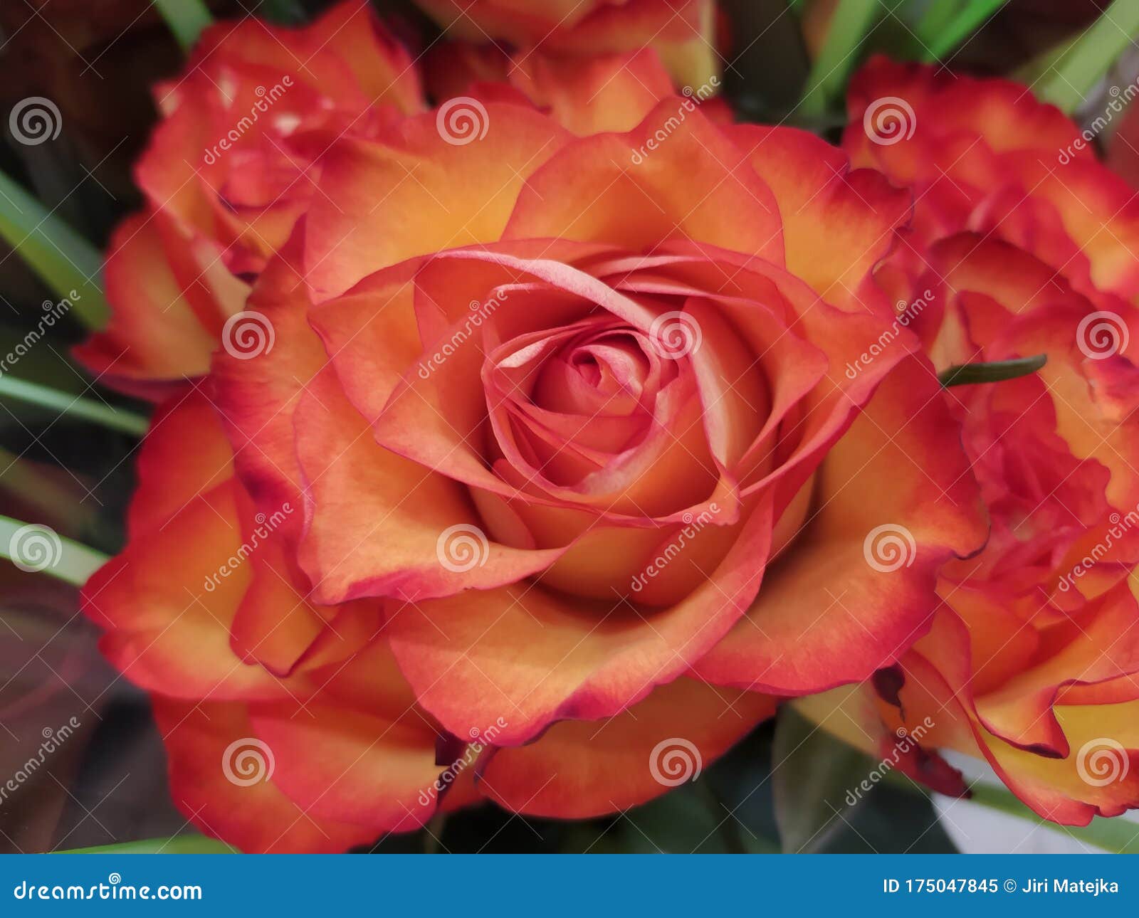 Orange-red rose flower stock image. Image of deco, flower - 175047845