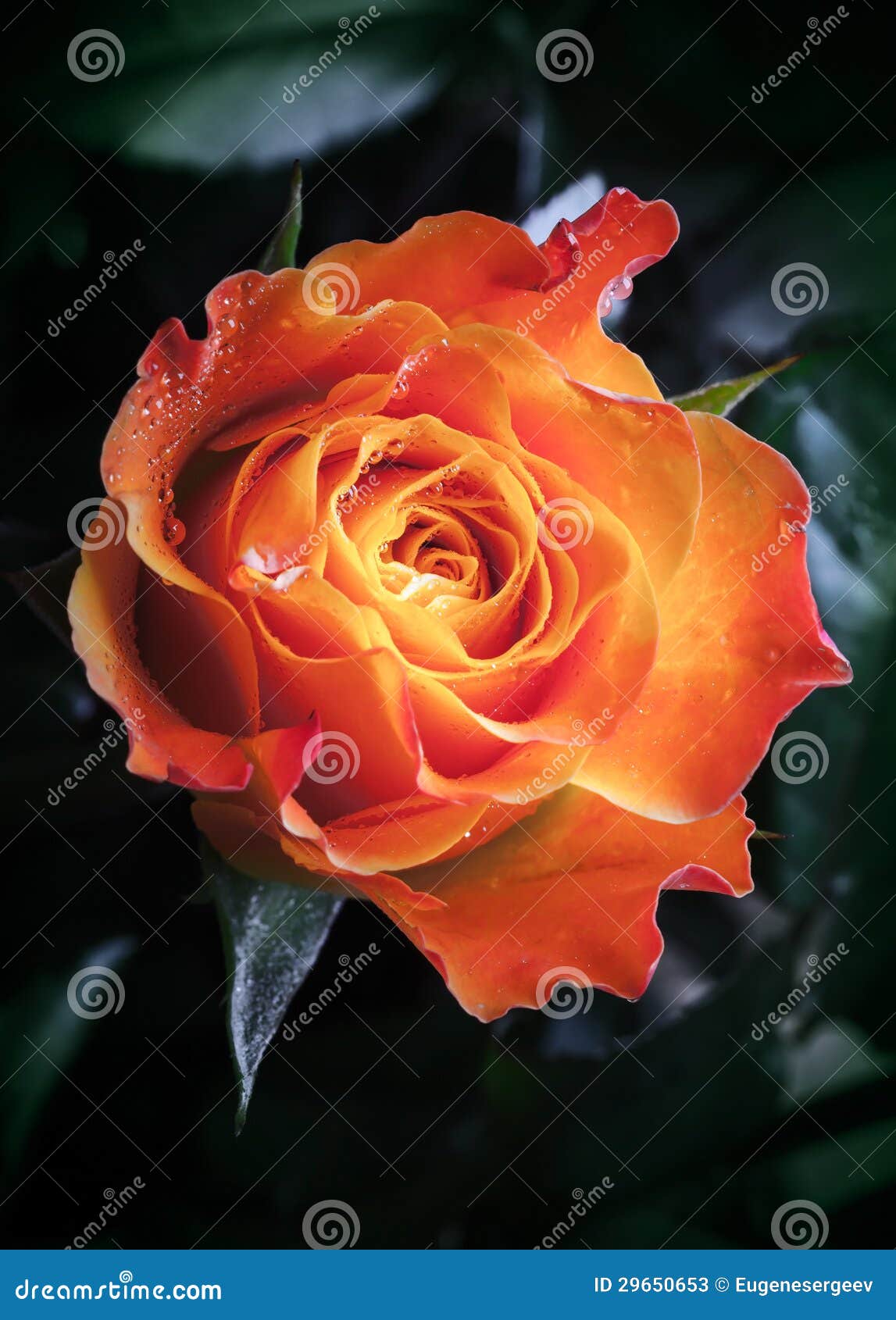 Orange and red rose flower stock image. Image of rose - 29650653