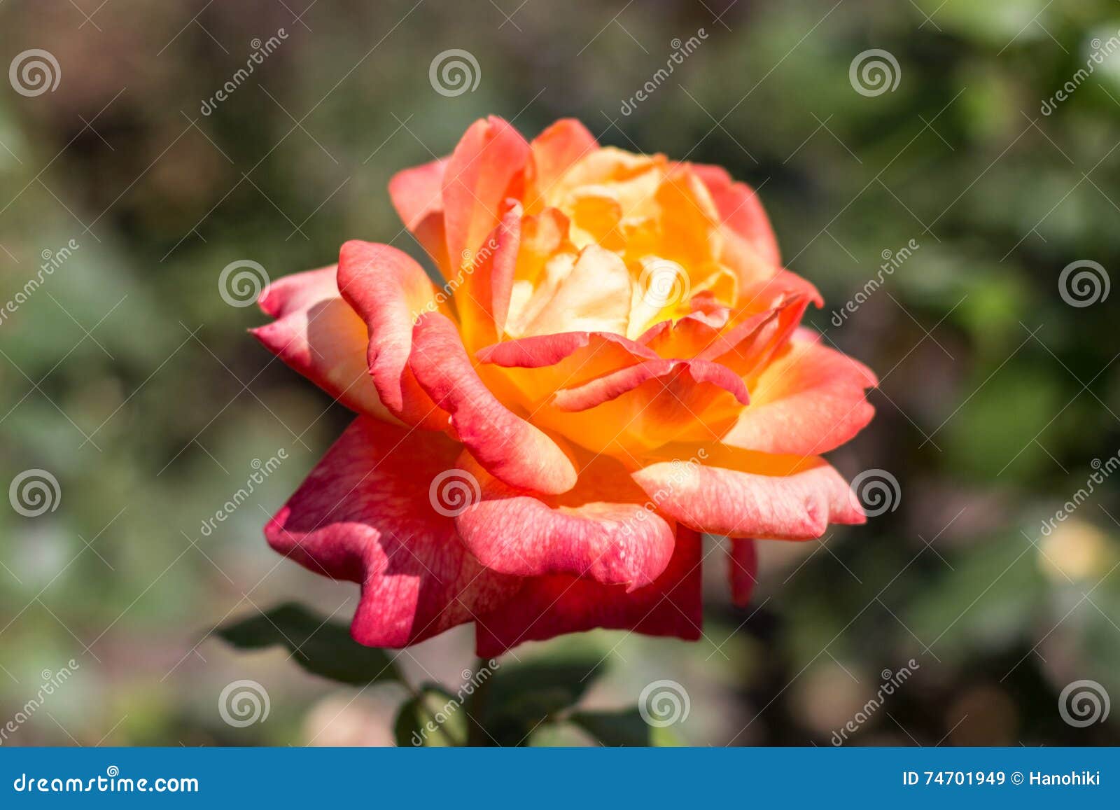 Orange, red rose flower stock image. Image of flowers - 74701949