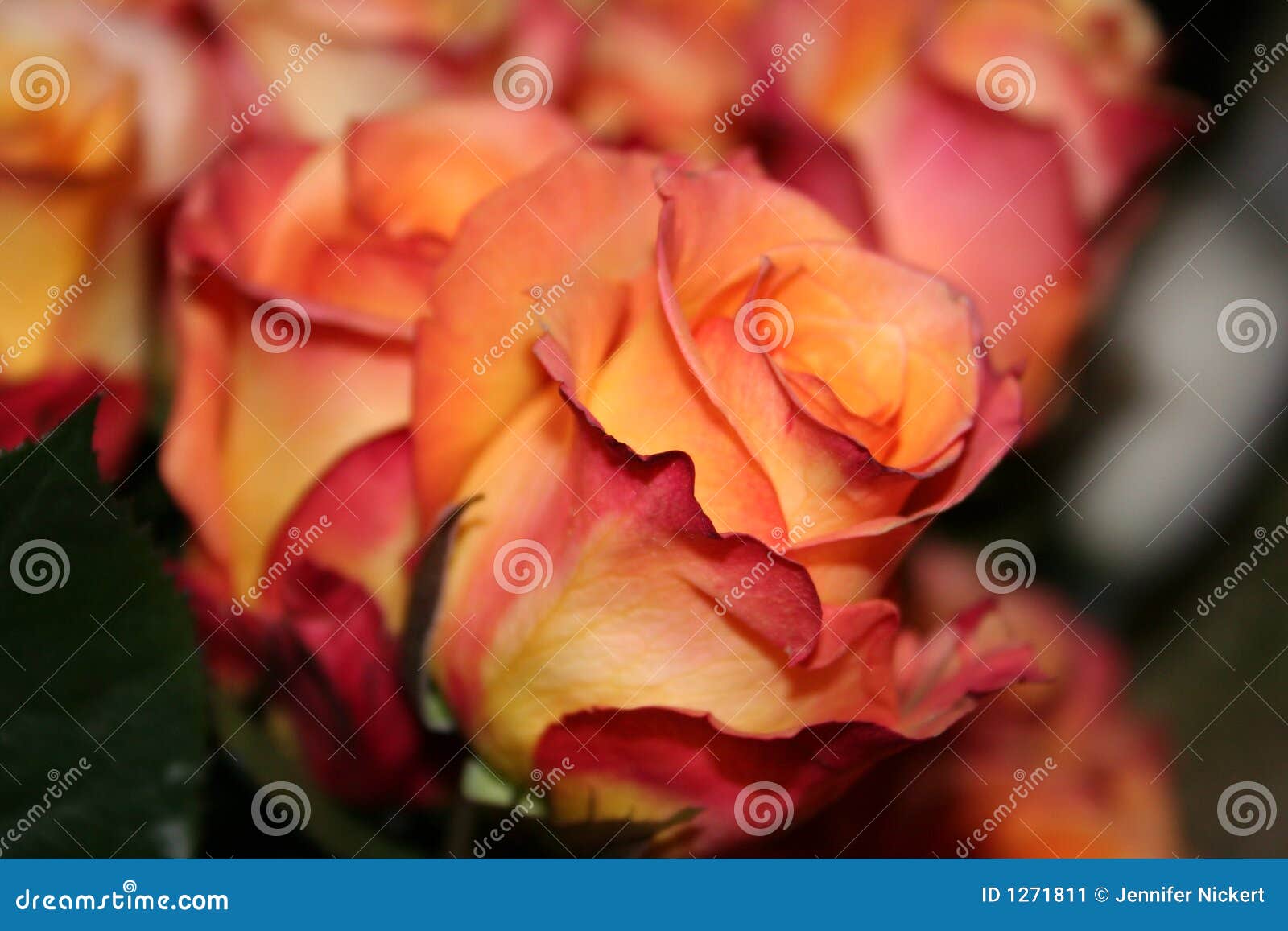 Orange red Roses stock image. Image of anniversary, petals - 1271811