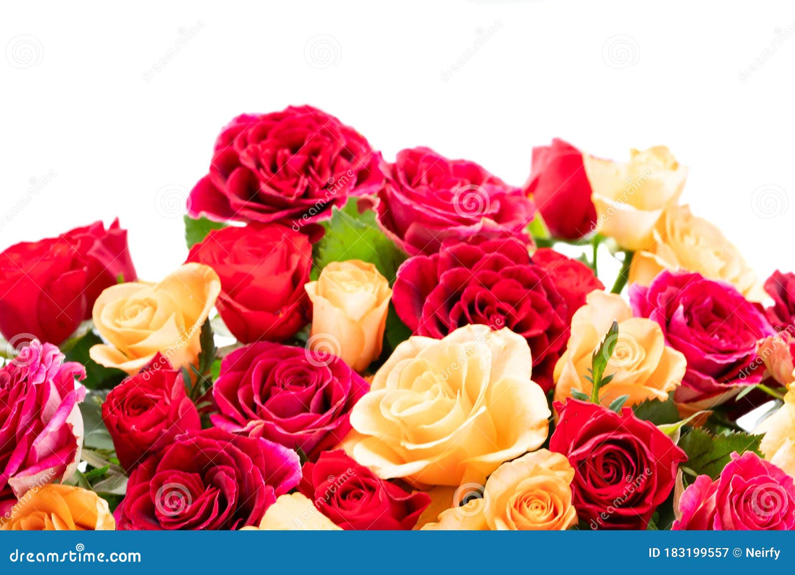 Orange and red roses stock image. Image of blossom, bunch - 183199557