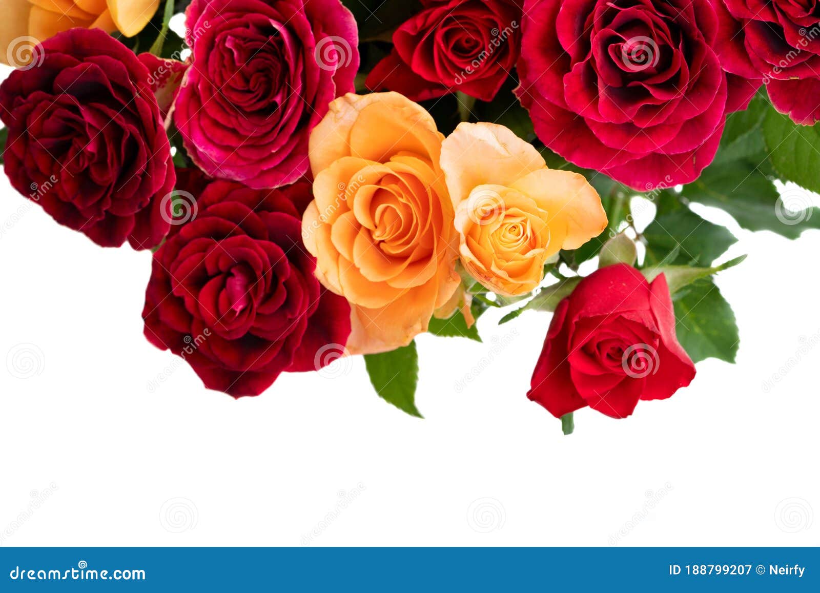Orange and red roses stock image. Image of fresh, holiday - 188799207
