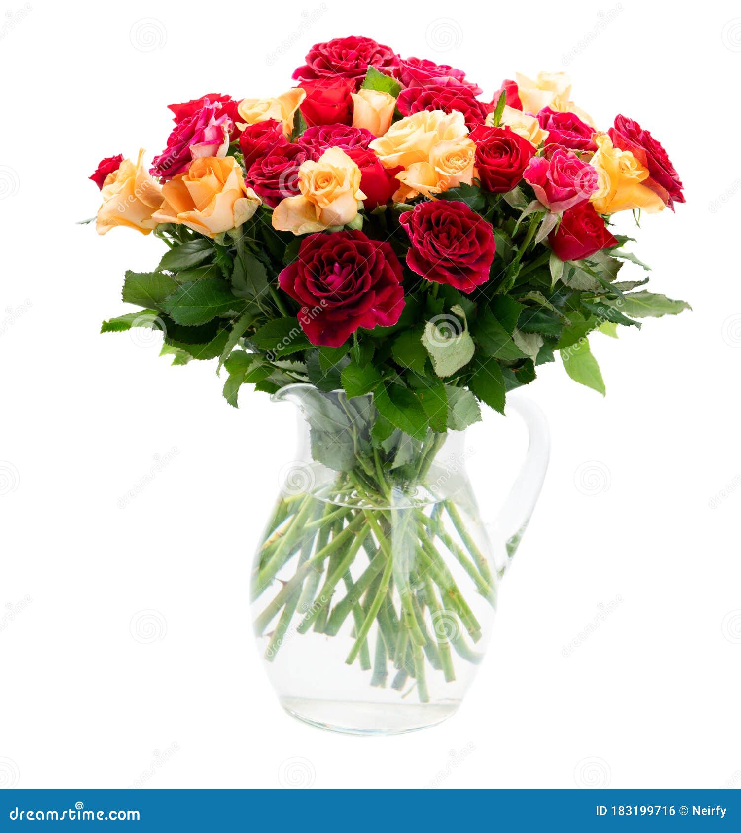 Orange and red roses stock photo. Image of holiday, blooming - 183199716