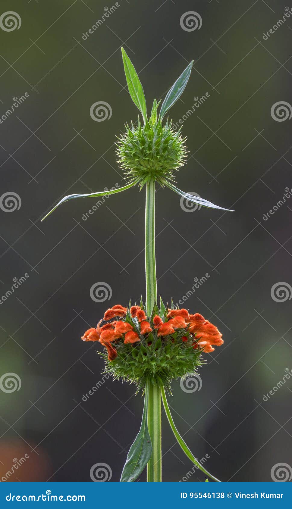 Orange-red Wild Flower Stem Stock Photo - Image of small, tiny: 95546138