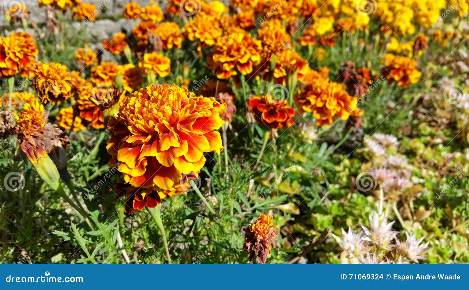 Orange, Red and Yellow Flowers Stock Photo - Image of beautiful, tiny ...