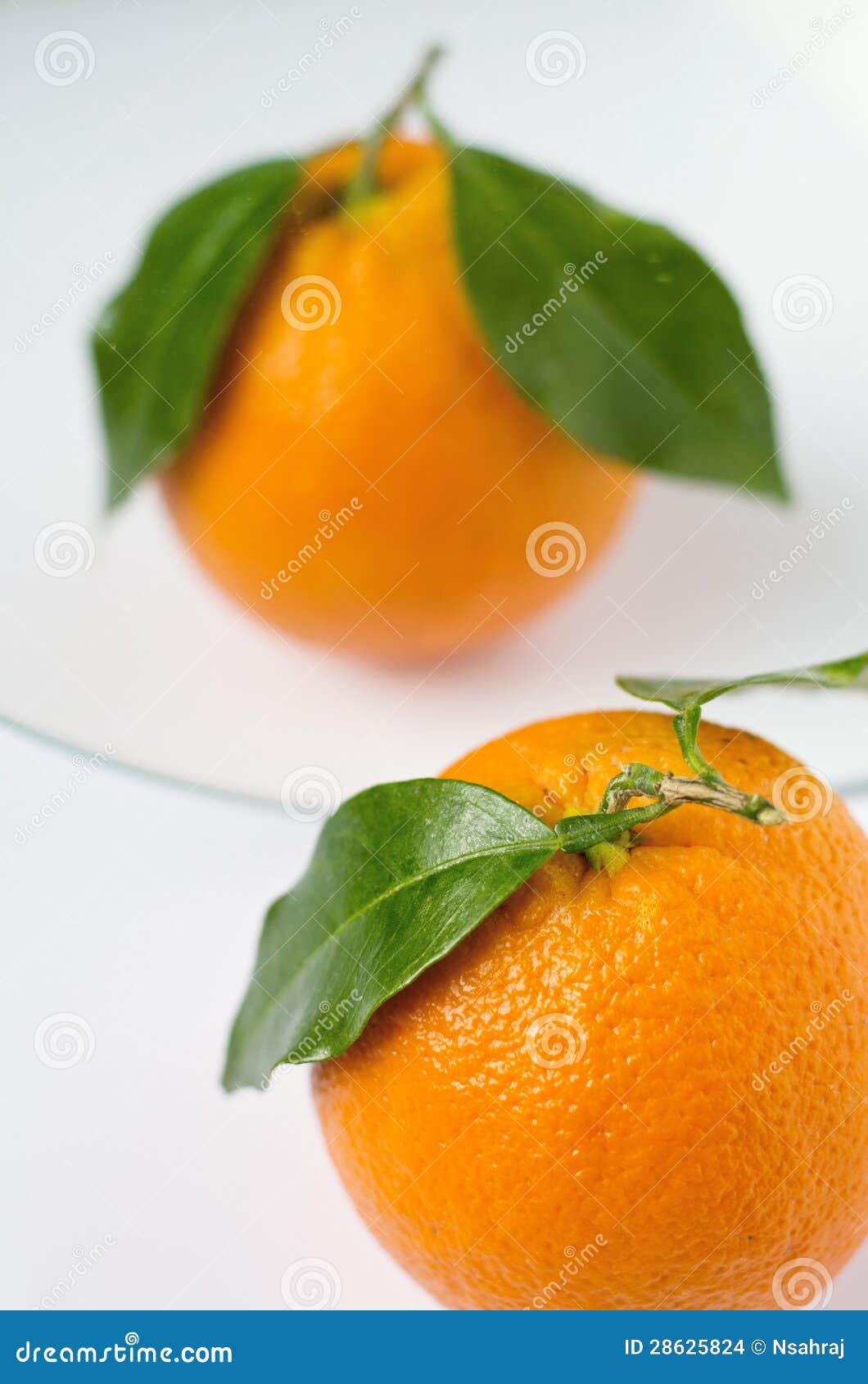 Orange reflection stock photo. Image of succulent, light - 28625824