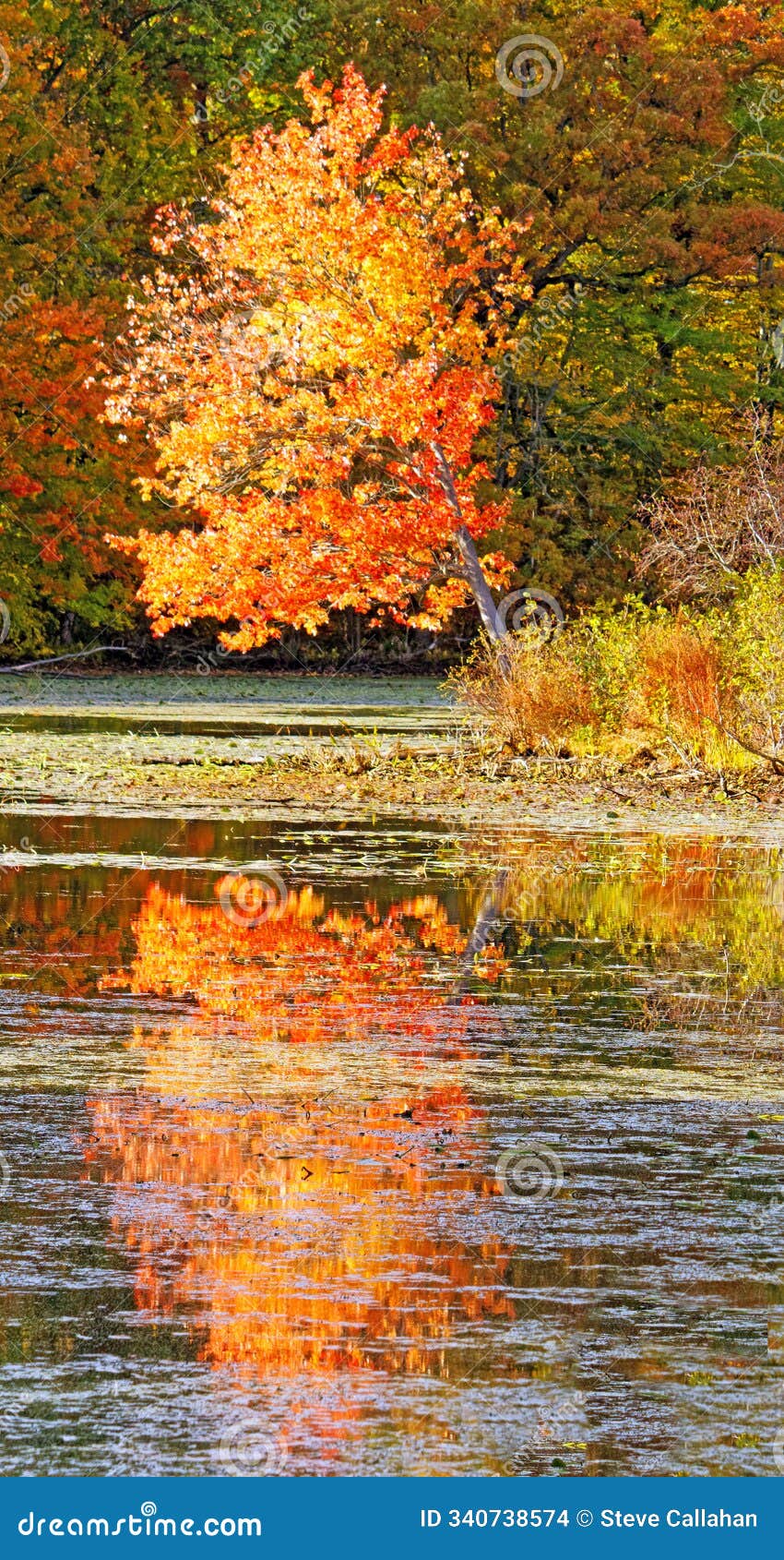 Orange Reflection on Pond Water Surface of Sugar Maple Tree in Fall ...