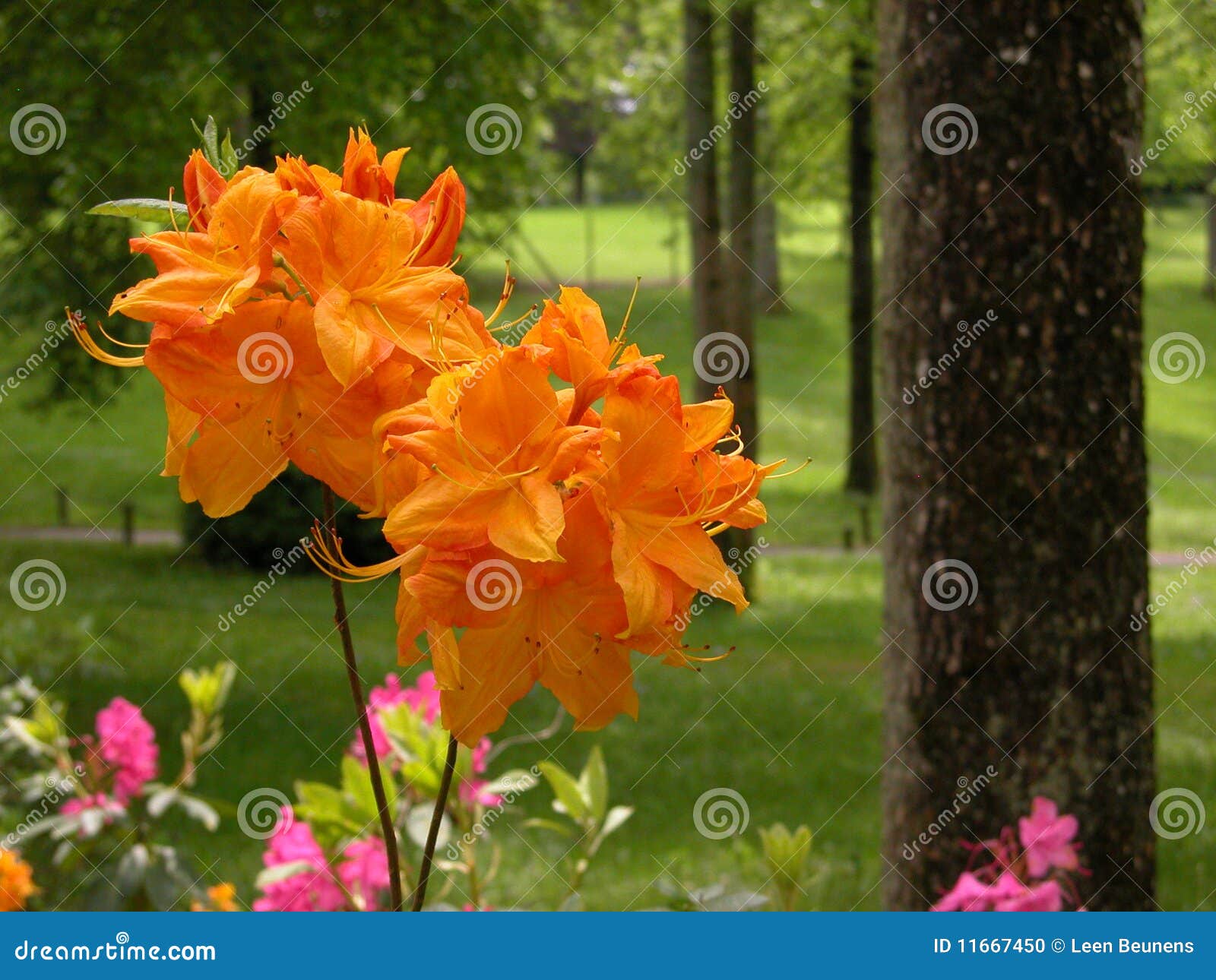 Orange rhododendron stock photo. Image of forest, bush - 11667450