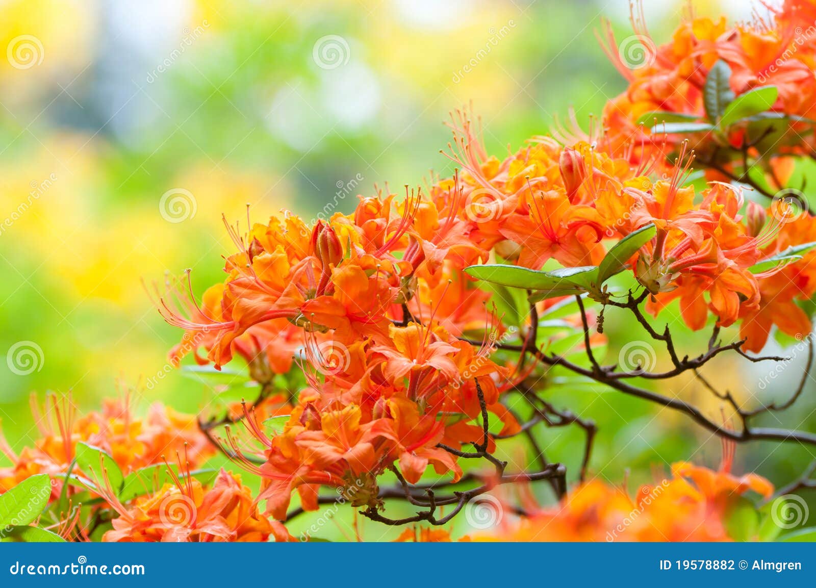 Orange Rhododendron stock photo. Image of close, colorful - 19578882