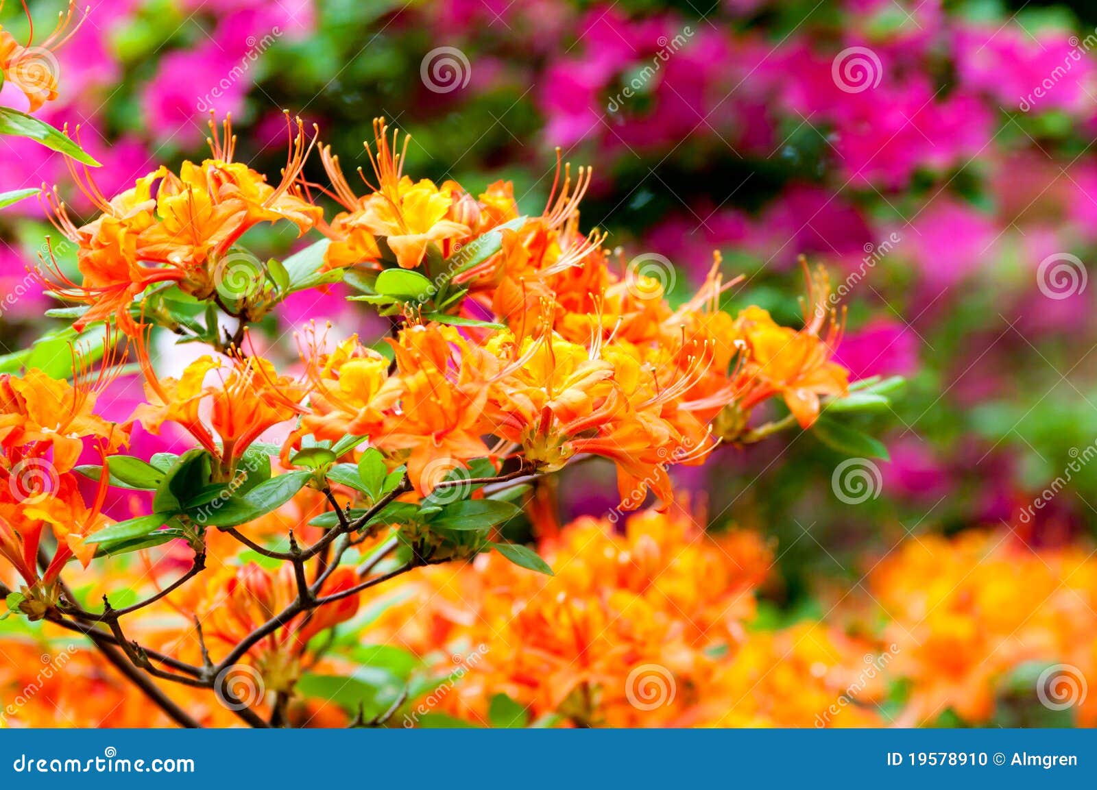 Orange Rhododendron stock photo. Image of closeup, leaf - 19578910