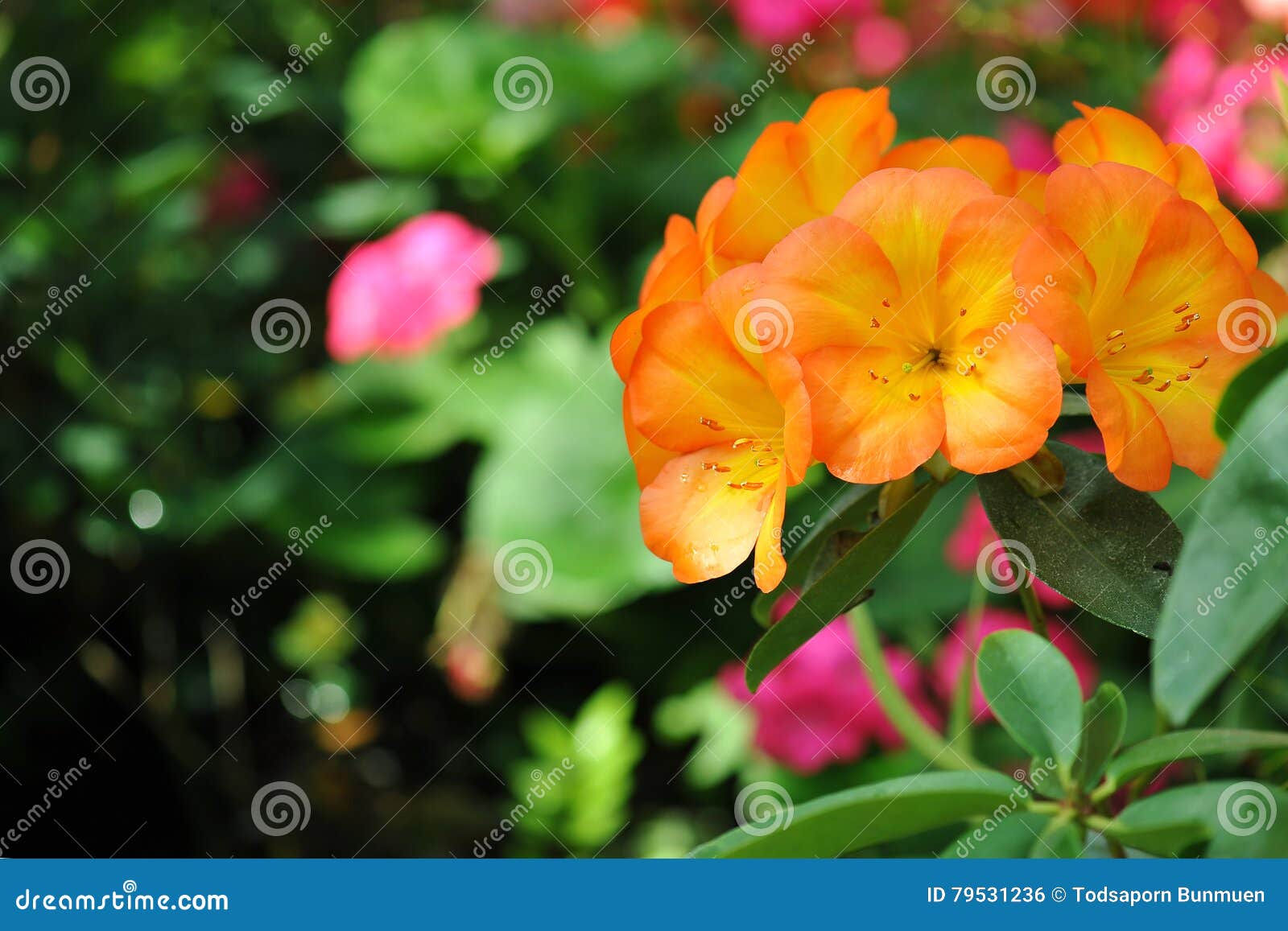 Orange Rhododendron Blooming (Rhododendron Scabrum) Stock Photo - Image ...