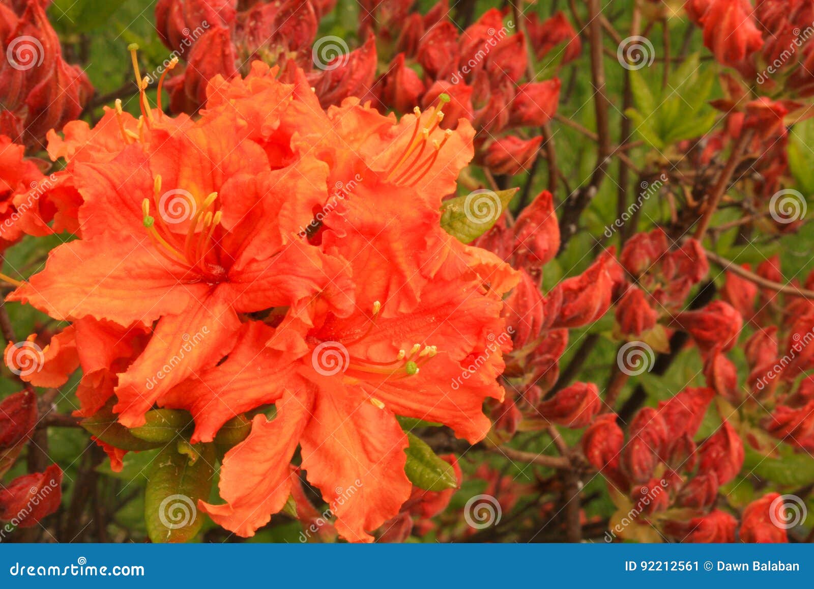 Orange Rhododendron Closeup On A Blurred Background Royalty-Free Stock ...