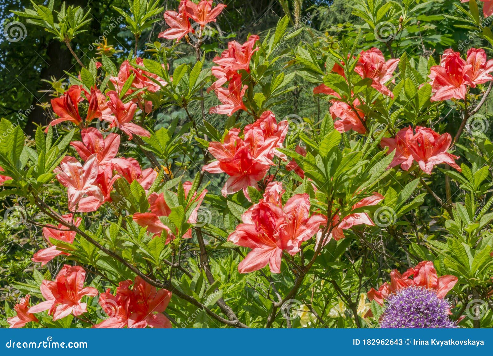 Orange Rhododendron. Evegreen Shrub Stock Image - Image of evergreen ...