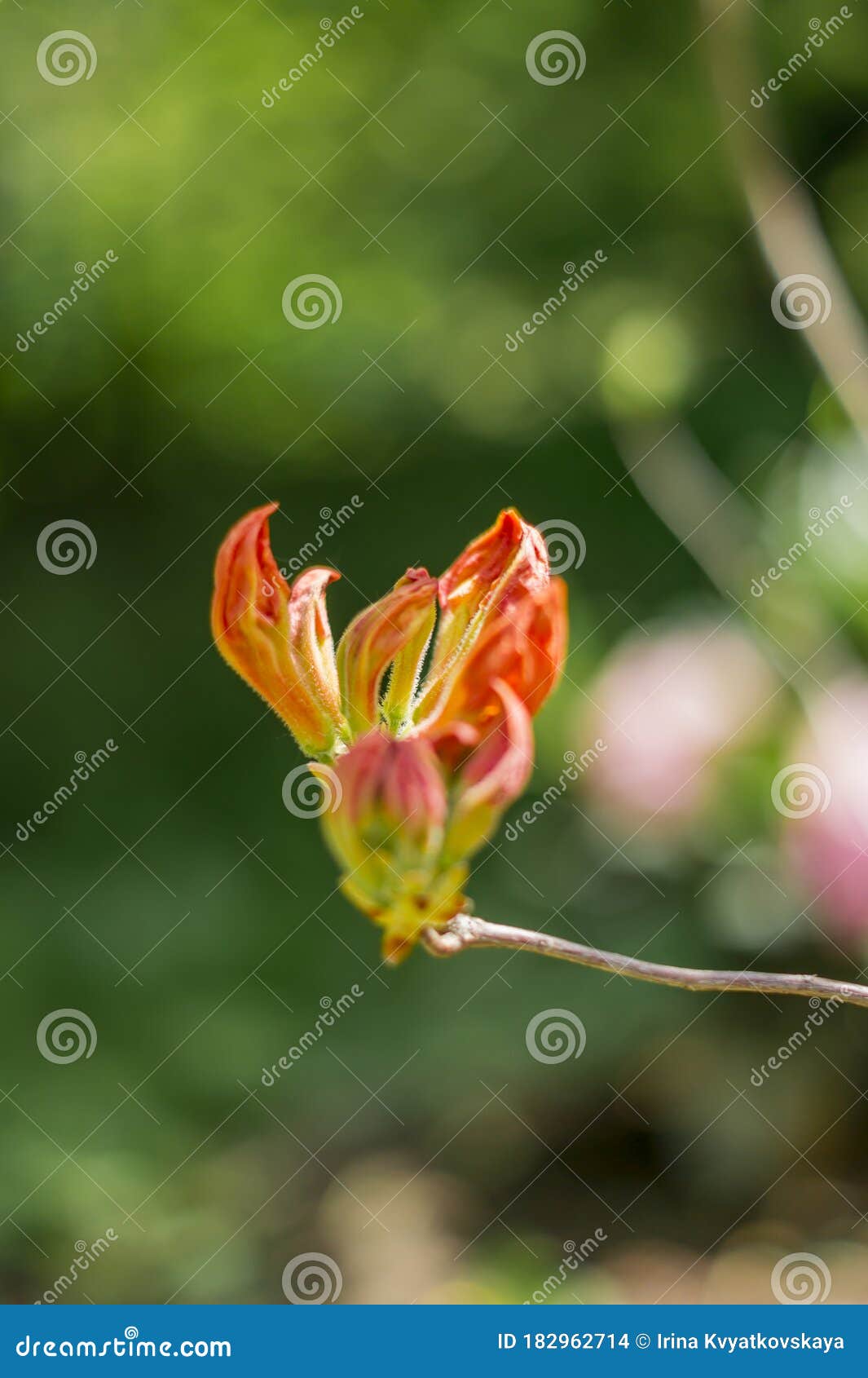 Orange Rhododendron. Evergreen Shrub Stock Photo - Image of shrub ...