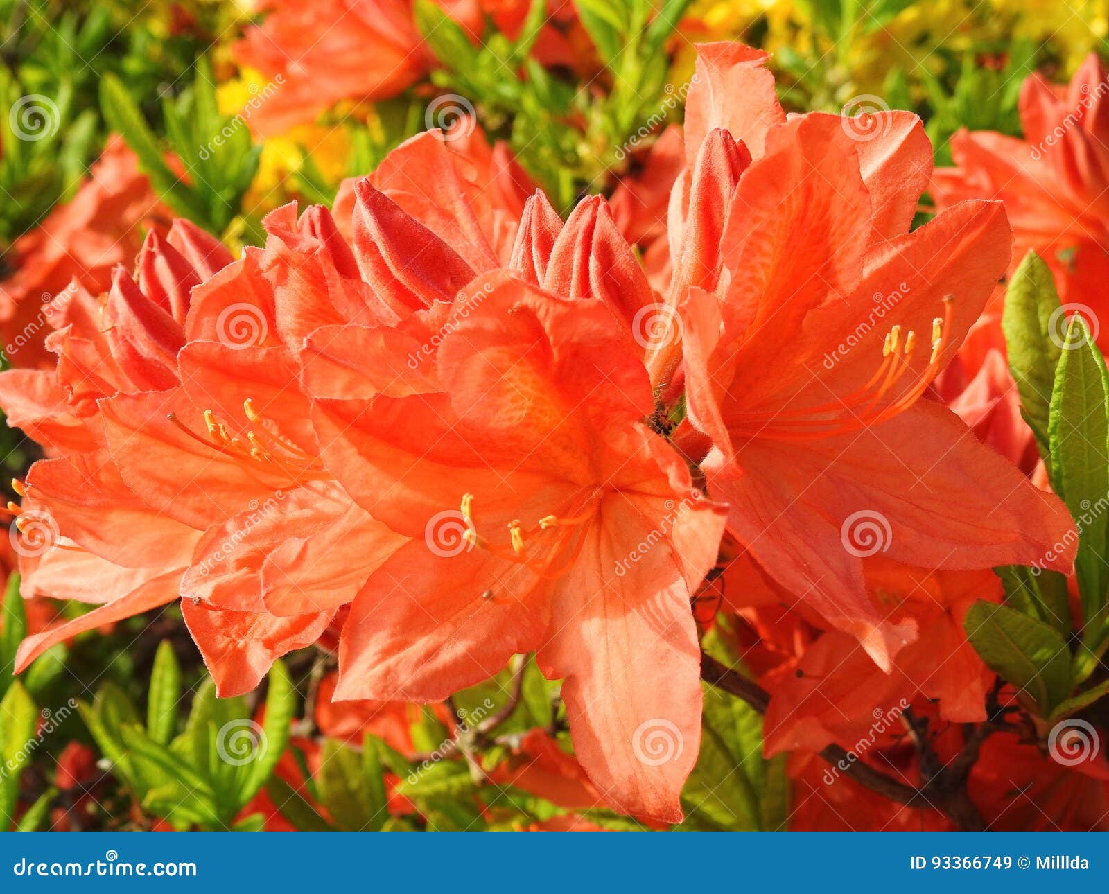 Orange Rhododendron, Large Sunny Flowering Bush, Rhododendron Macro ...
