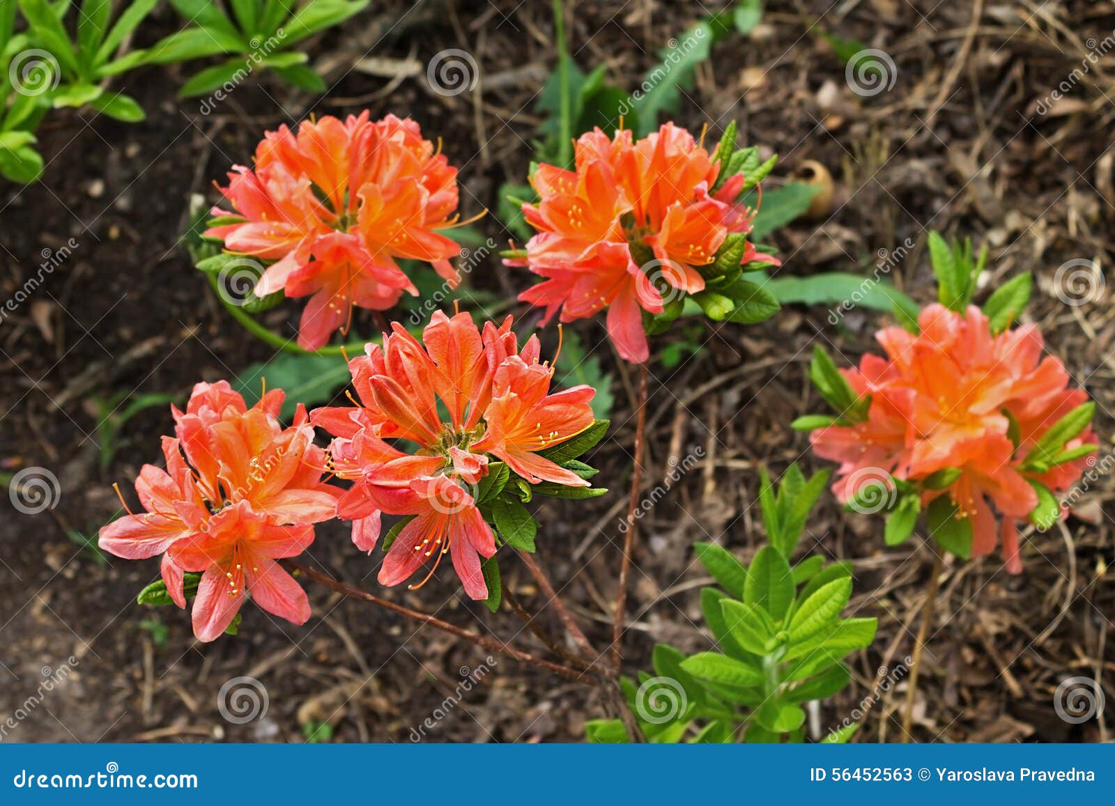 Orange rhododendrons stock image. Image of blossom, green - 56452563