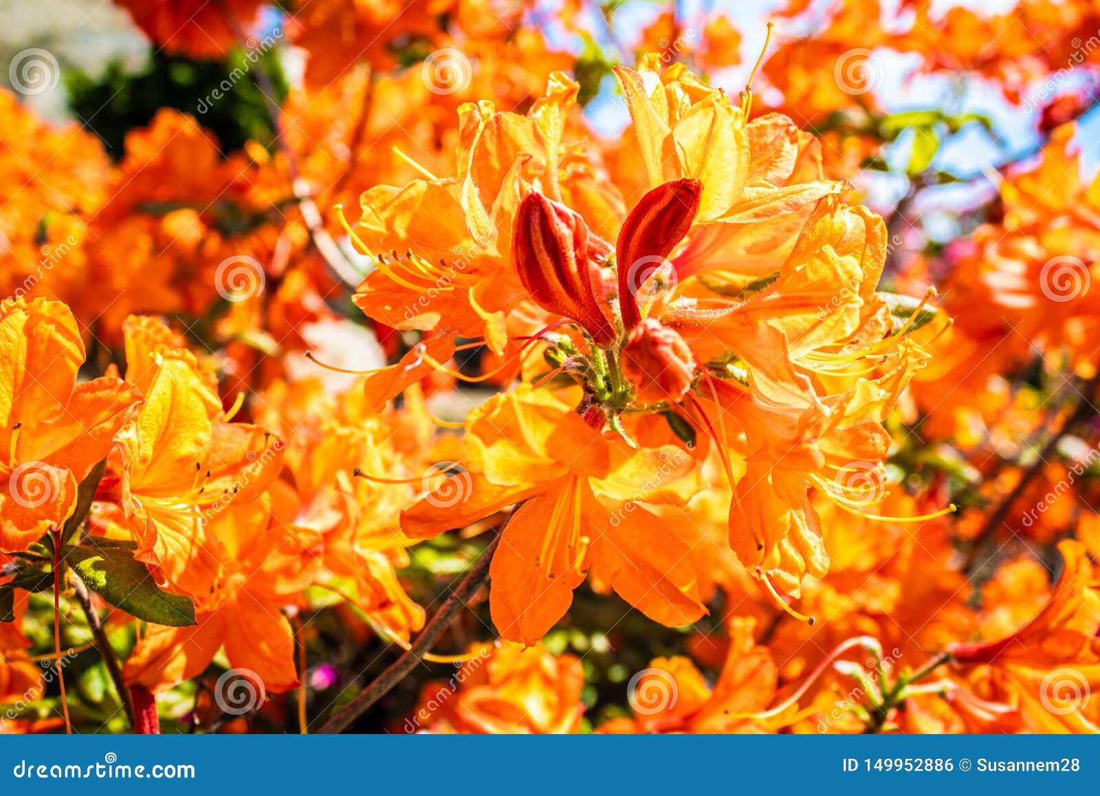 Orange Rhododendrons in Zengarden Denmark Stock Photo - Image of ...
