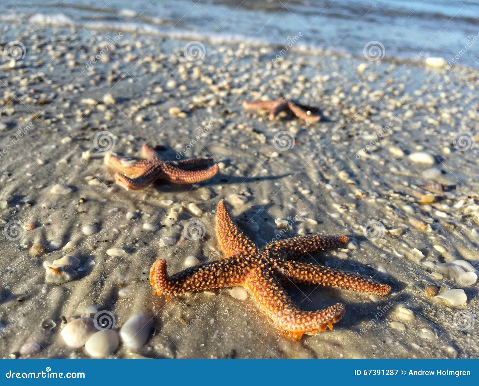 Orange Ridged Sea Stars stock image. Image of trio, ocean - 67391287