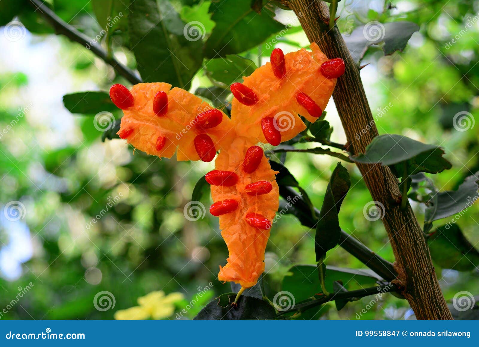 Orange Ripe Fruit Broken Out on the Tree Stock Image - Image of rotten ...