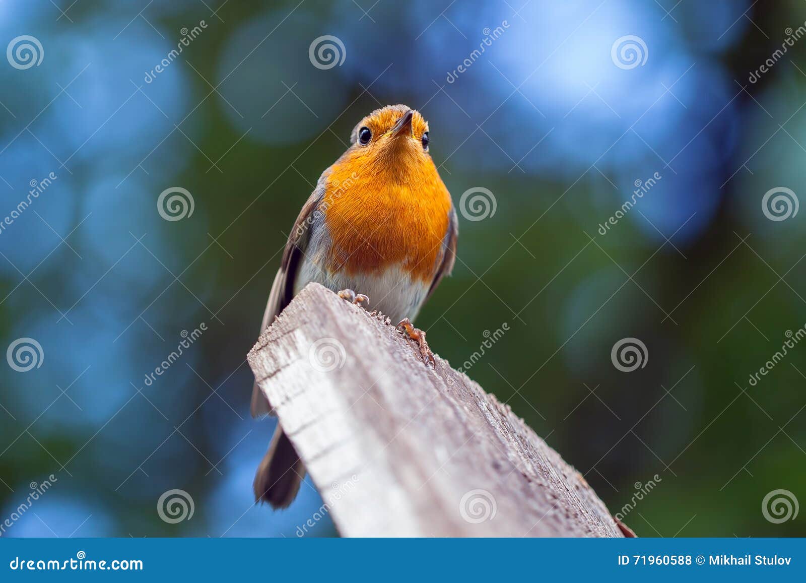 Orange Robin Bird in the Forest Stock Photo - Image of hedge, board ...