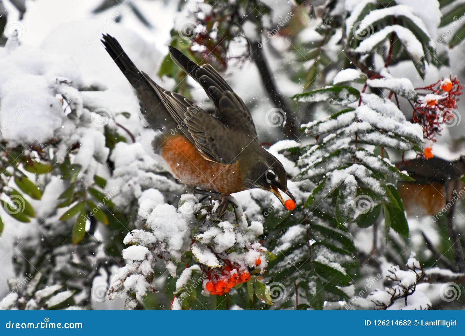 Orange Robin and Red Rowan Berries Stock Photo - Image of orange ...