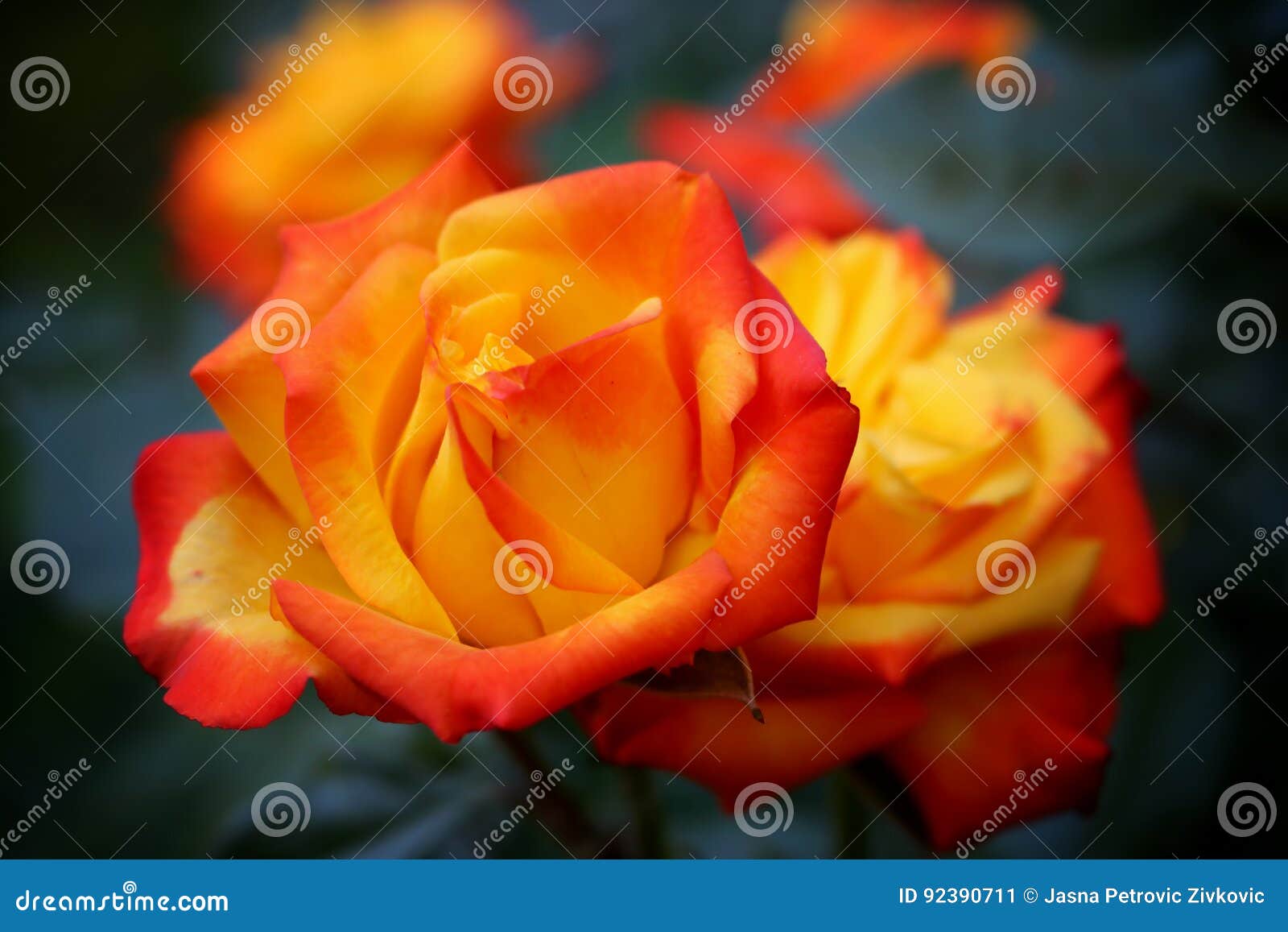 Orange romantic roses stock image. Image of leaf, congratulation - 92390711