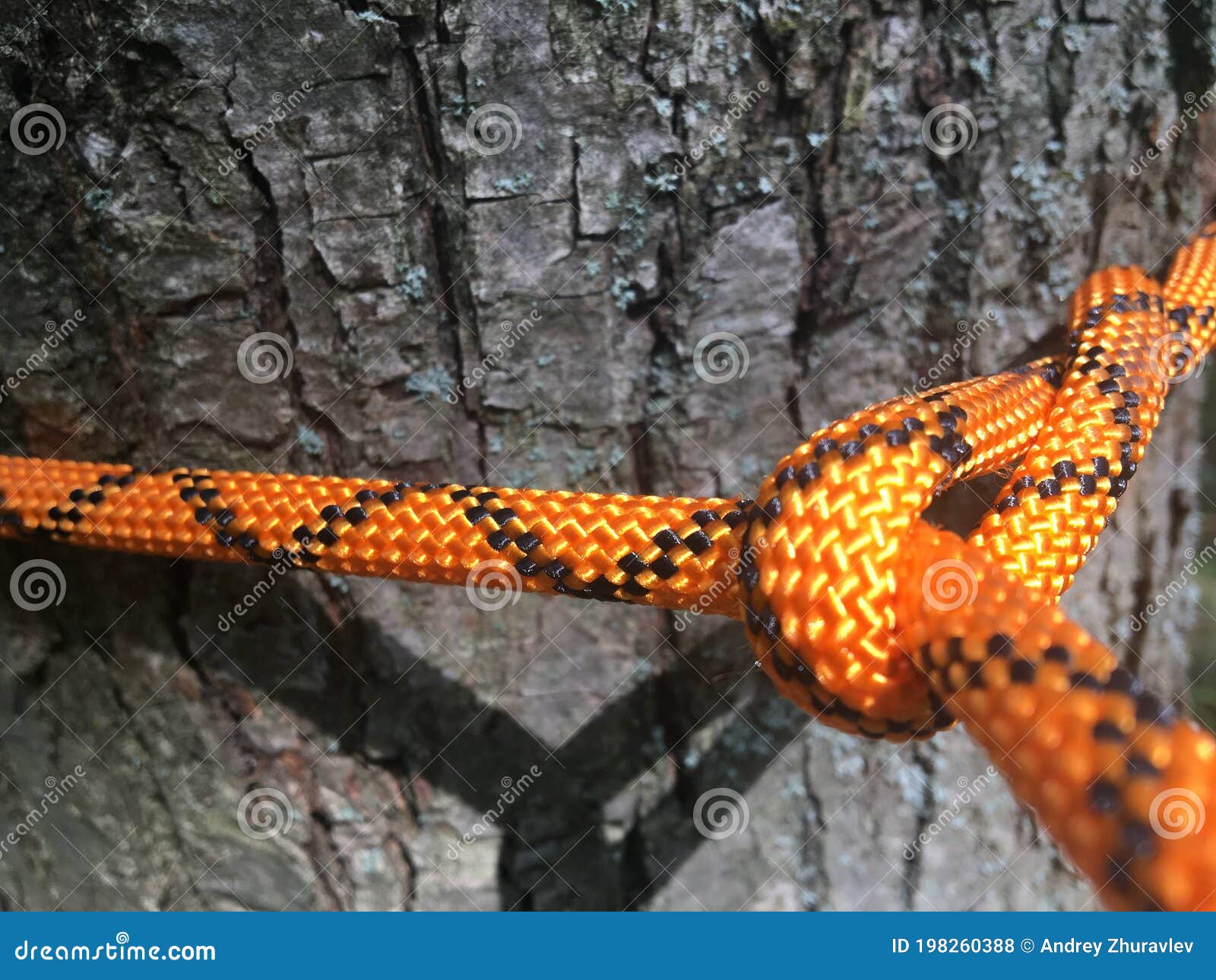 Orange Rope Tied To a Tree, Close-up Stock Photo - Image of natural ...