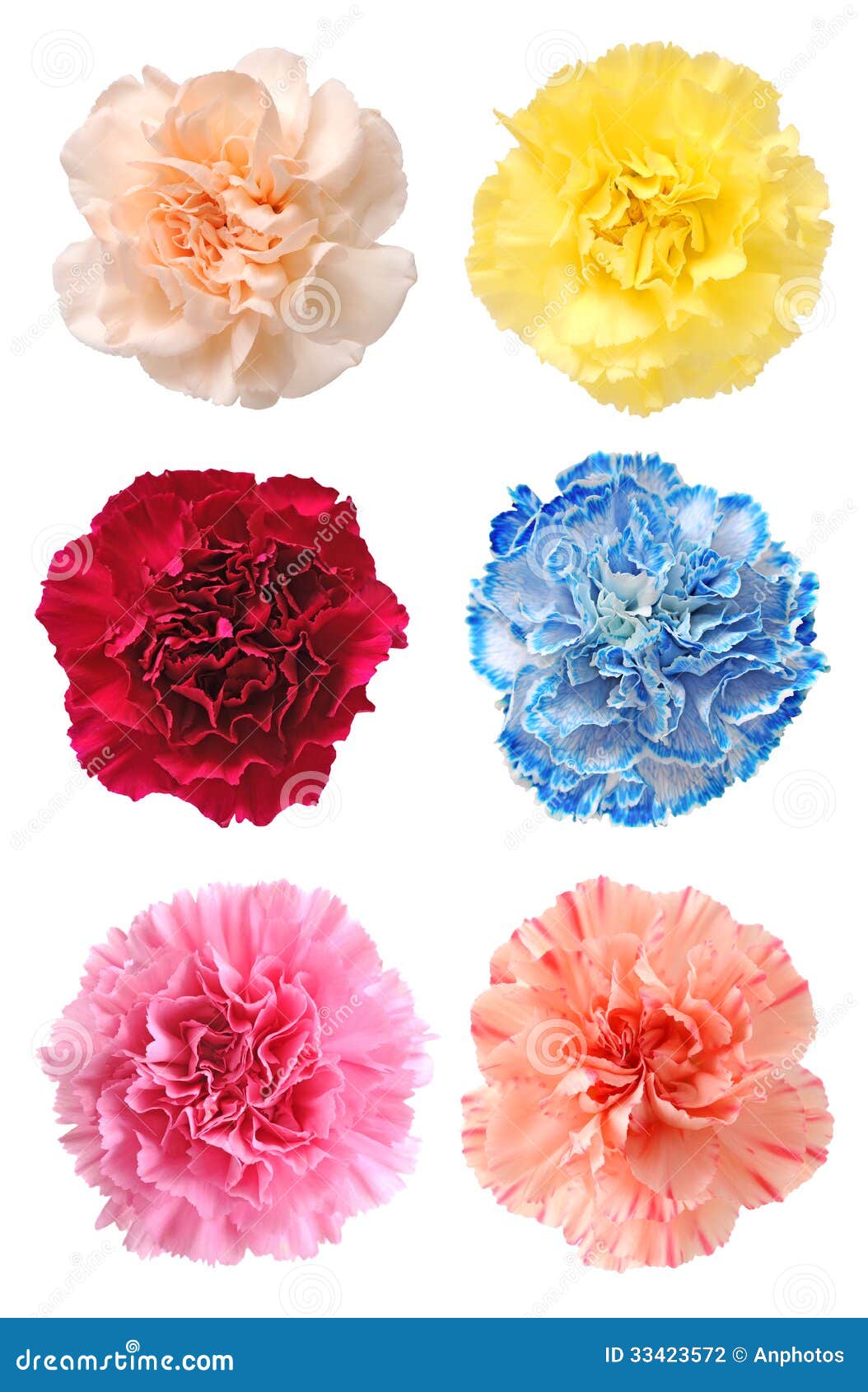 Orange rosa nejlika arkivfoto. Bild av medf8ort, naturligt - 33423572