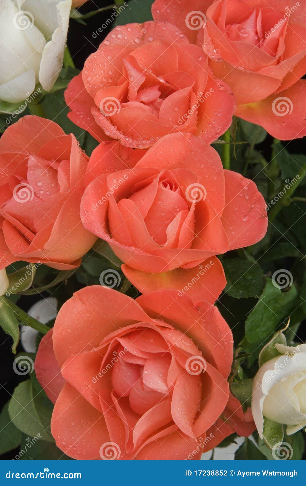 Orange rose background. stock photo. Image of saint, father - 17238852
