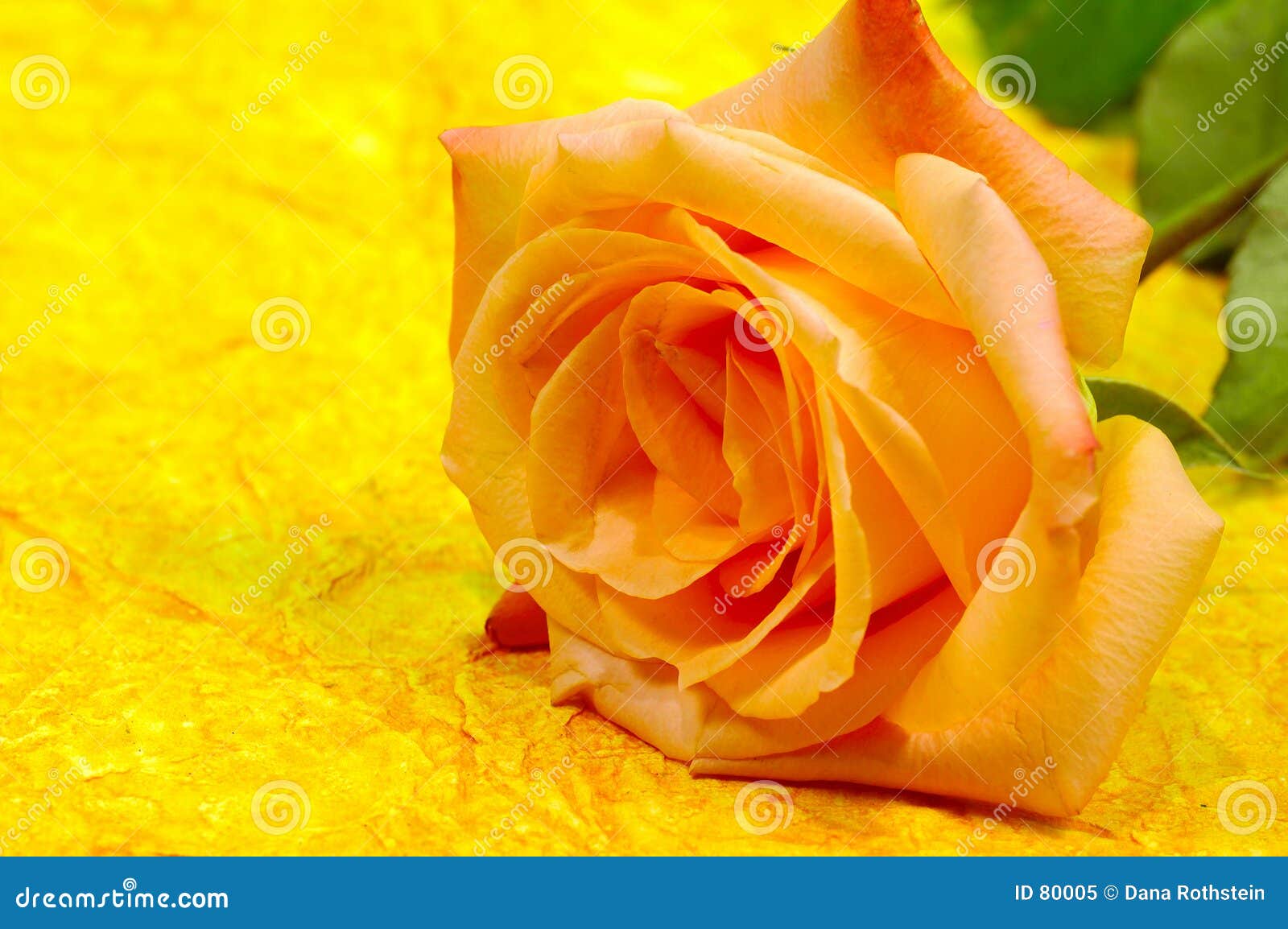 Orange Deep Red Roses