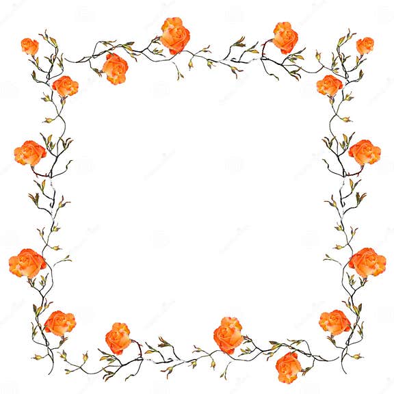 Orange Rose Border with Copy Space Stock Illustration - Illustration of ...