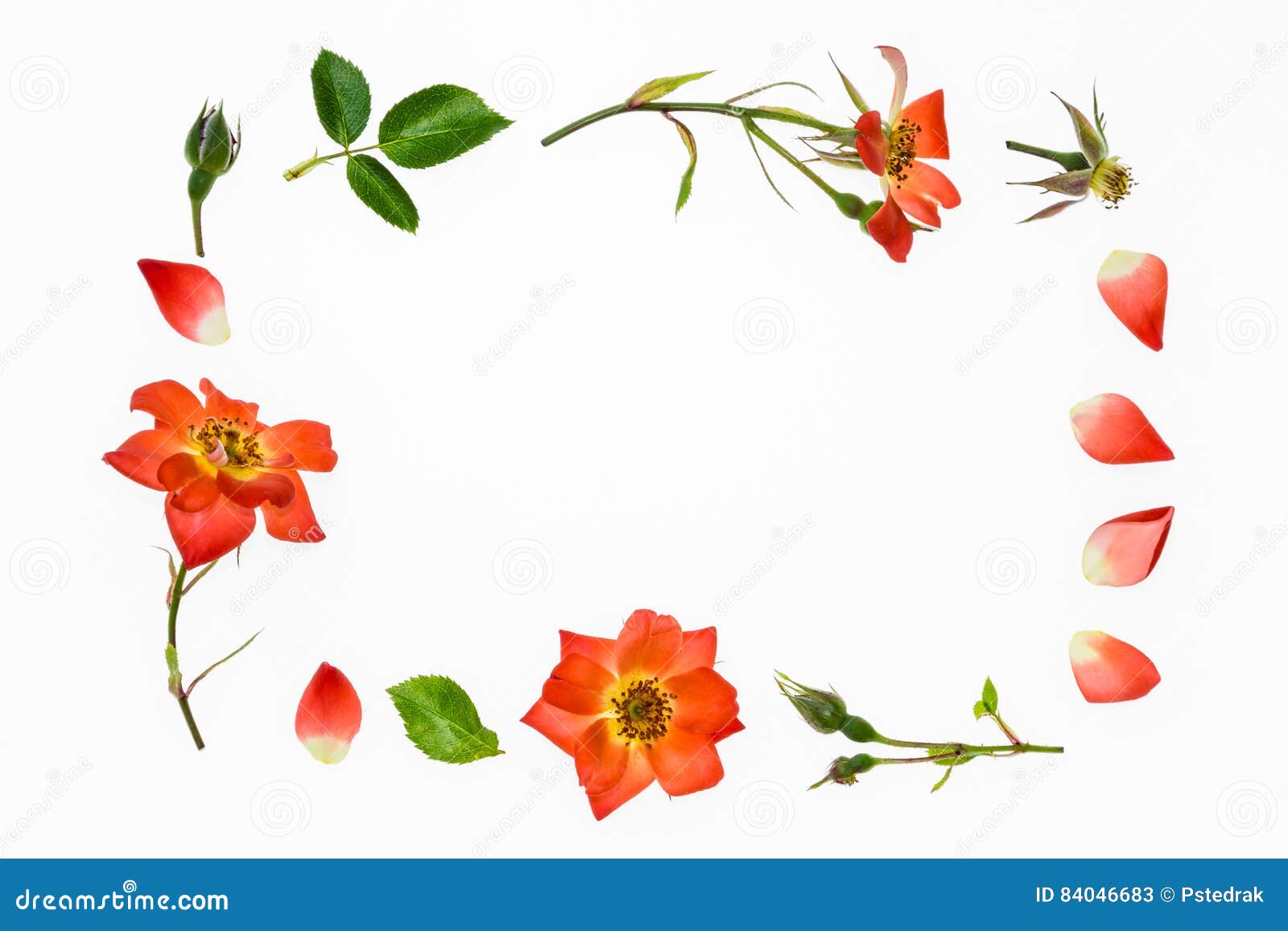 Orange Rose Border on White Background Stock Image - Image of border ...