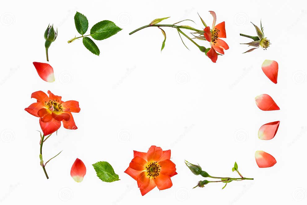 Orange Rose Border on White Background Stock Image - Image of border ...