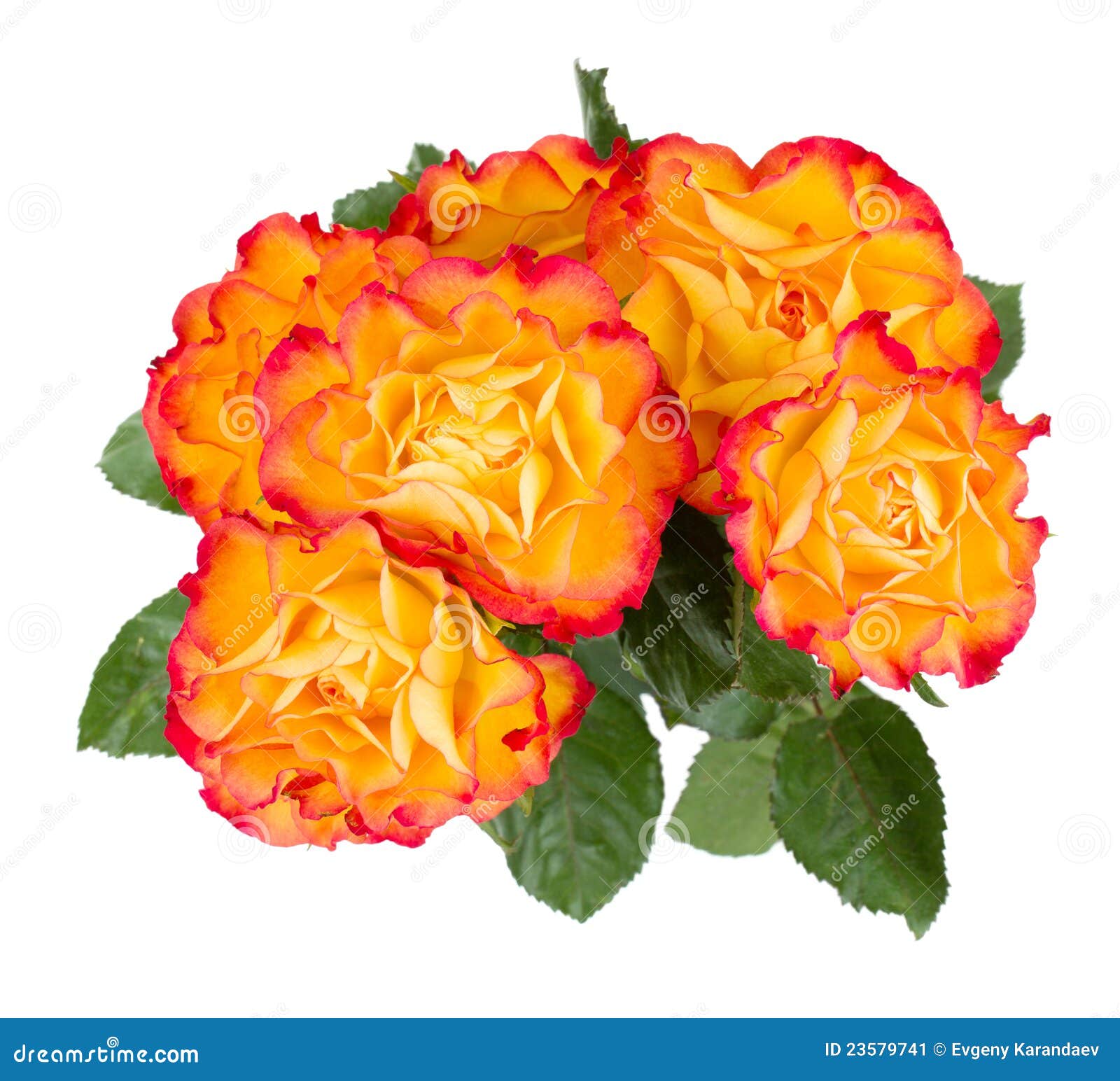 Orange rose bouquet stock image. Image of anniversary - 23579741
