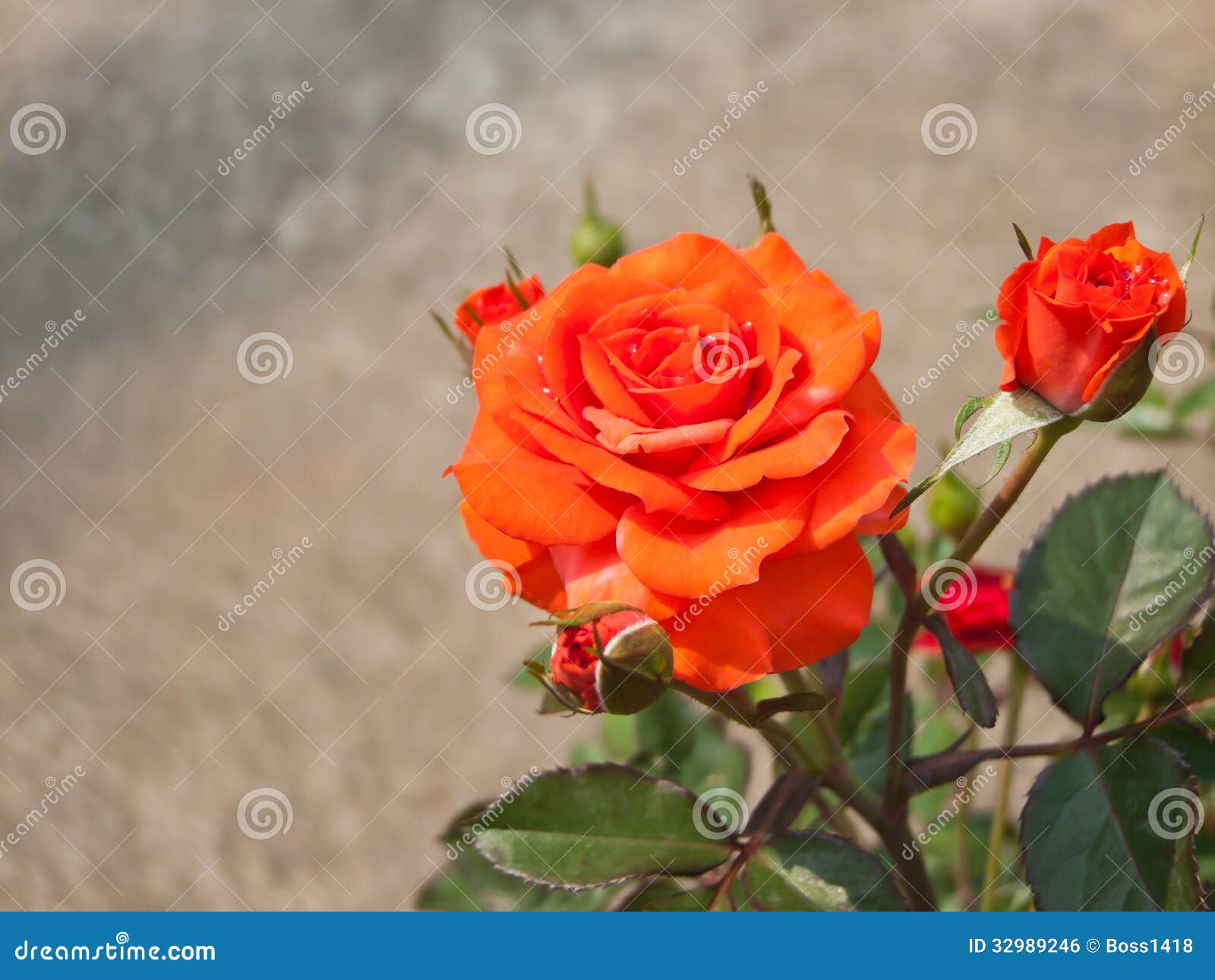 Orange rose bush. stock photo. Image of rosaceae, leaves - 32989246