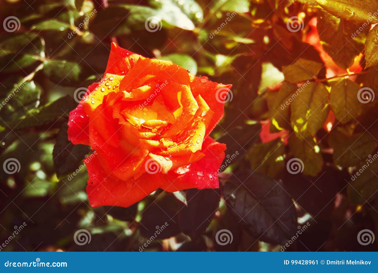 Orange rose Bush stock image. Image of fragility ...